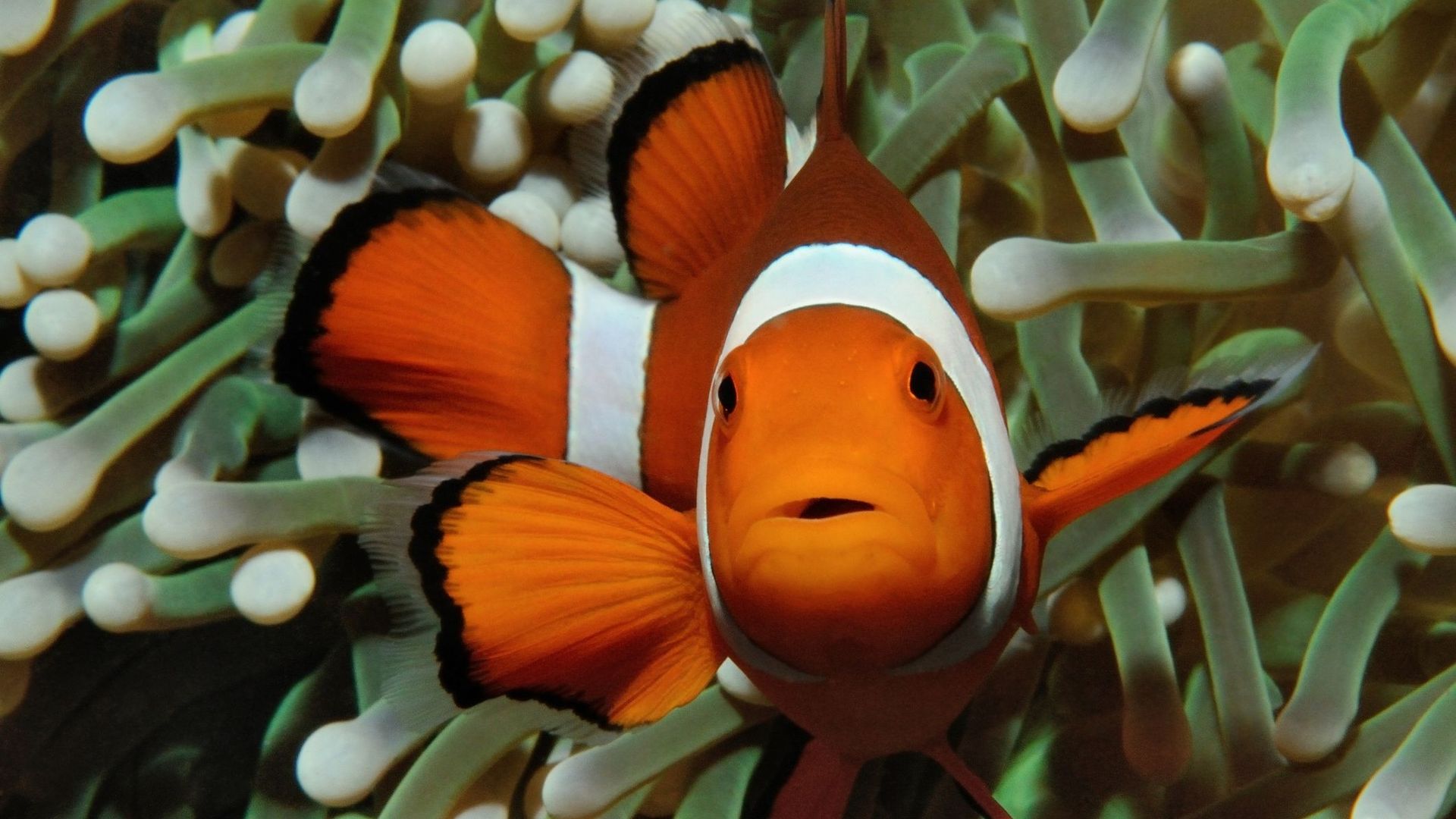 Les poissons-clowns préfèrent rétrécir plutot que quitter les coraux à ...