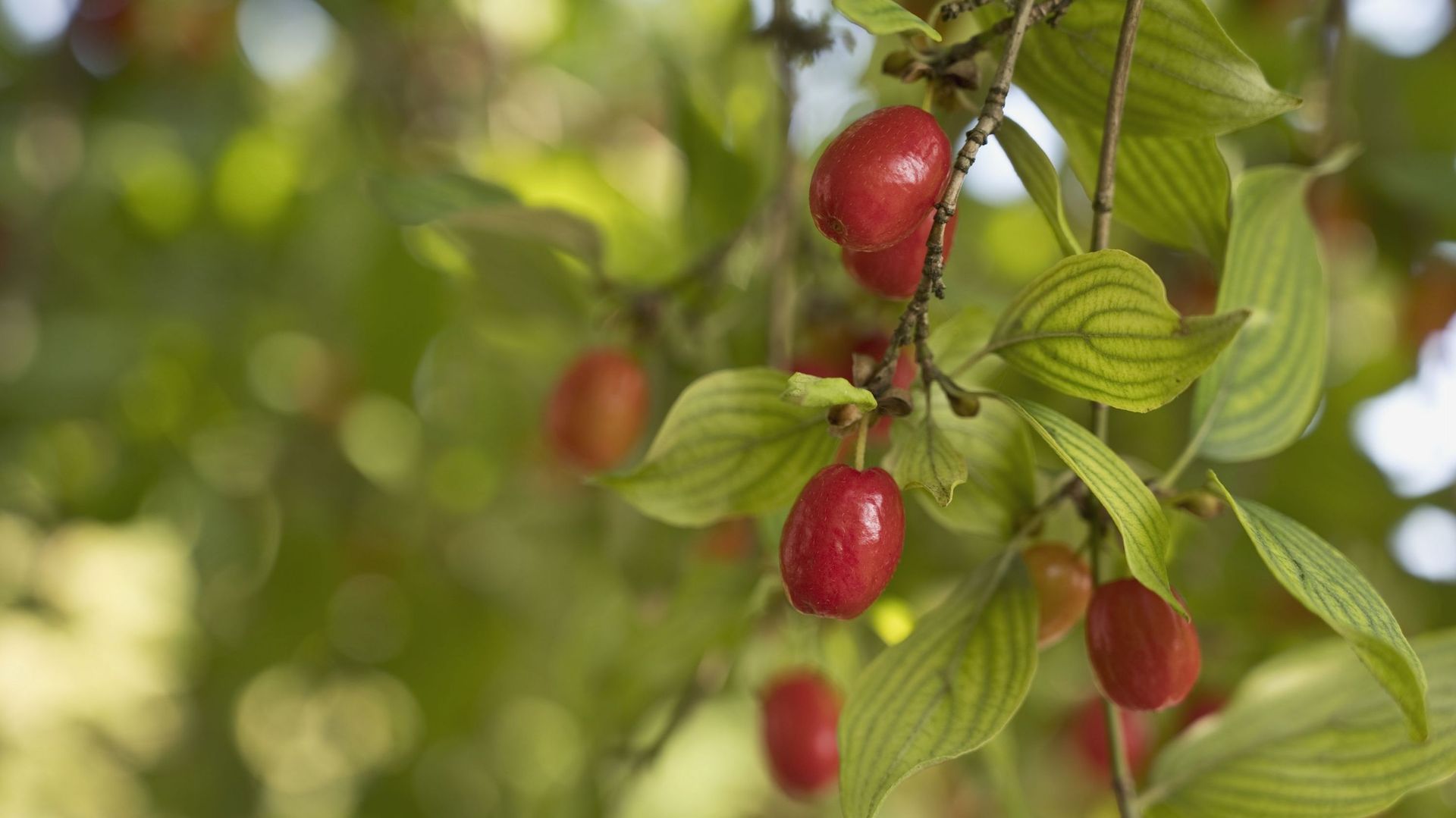 Nourriture sauvage : quelles sont les baies comestibles à cueillir en ...