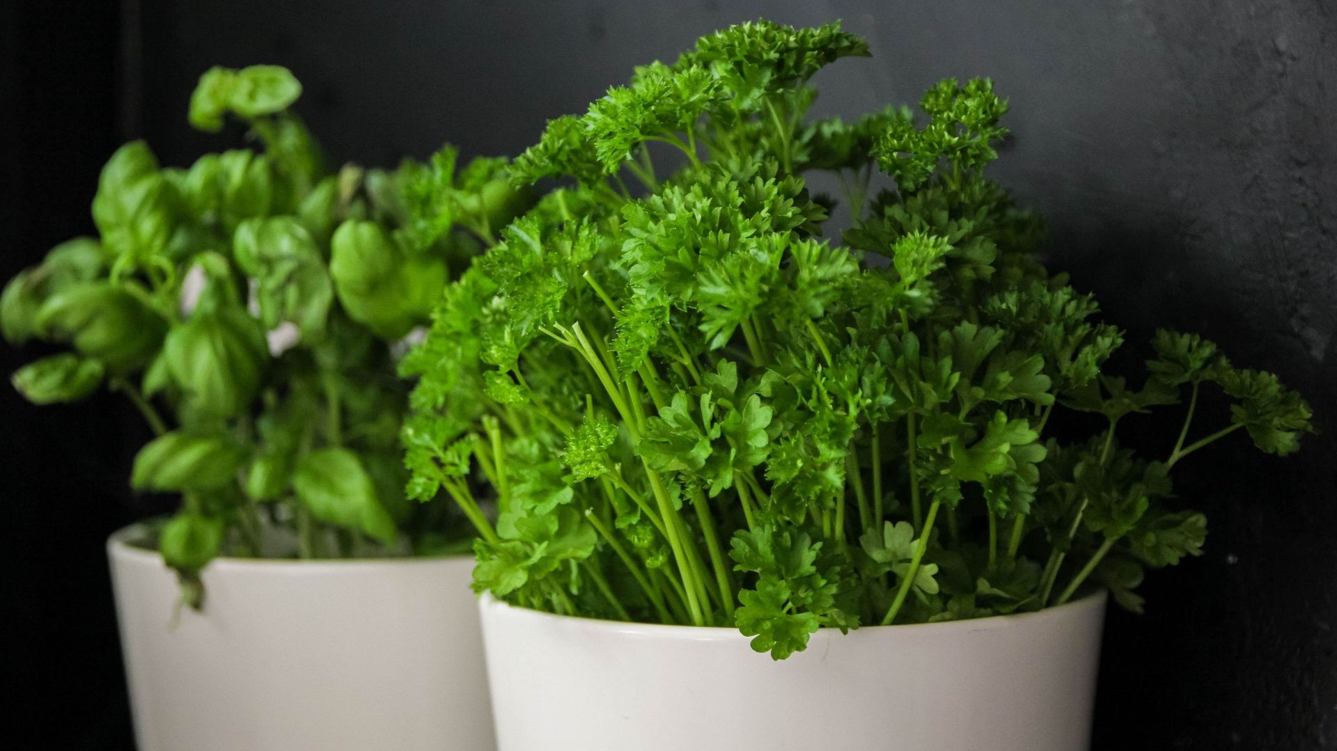 Tout savoir sur les... persils ! - RTBF Actus