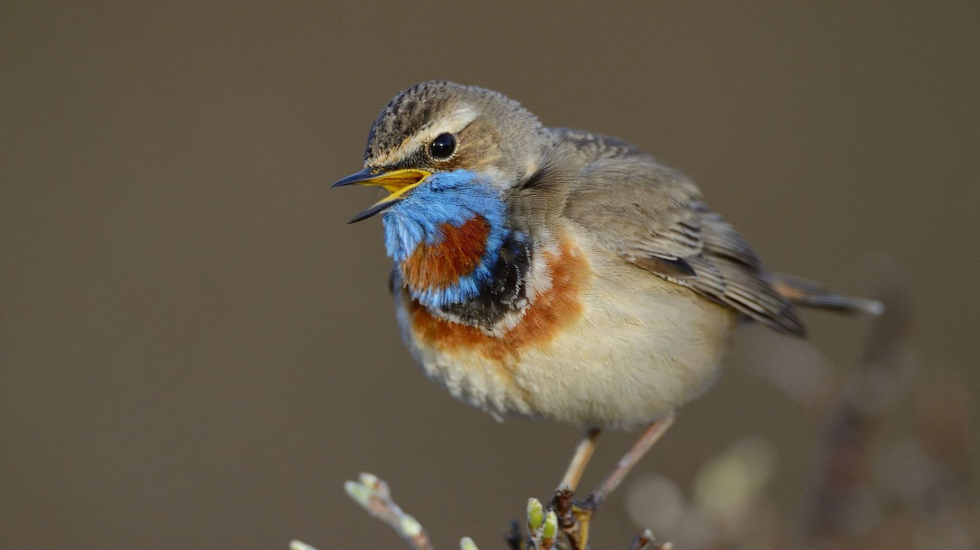 Un Milan royal, une espèce de rapace protégée en Wallonie, a été blessé ...