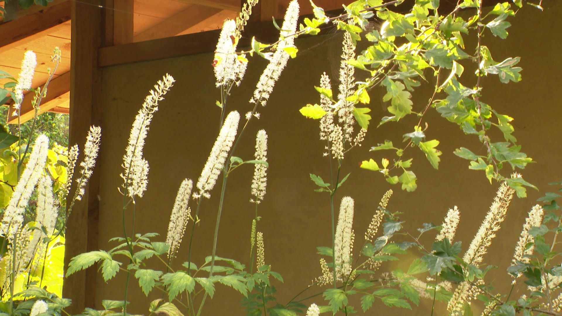 Zoom sur l’Actaea simplex 'Prichard’s Giant', une vivace enflammée