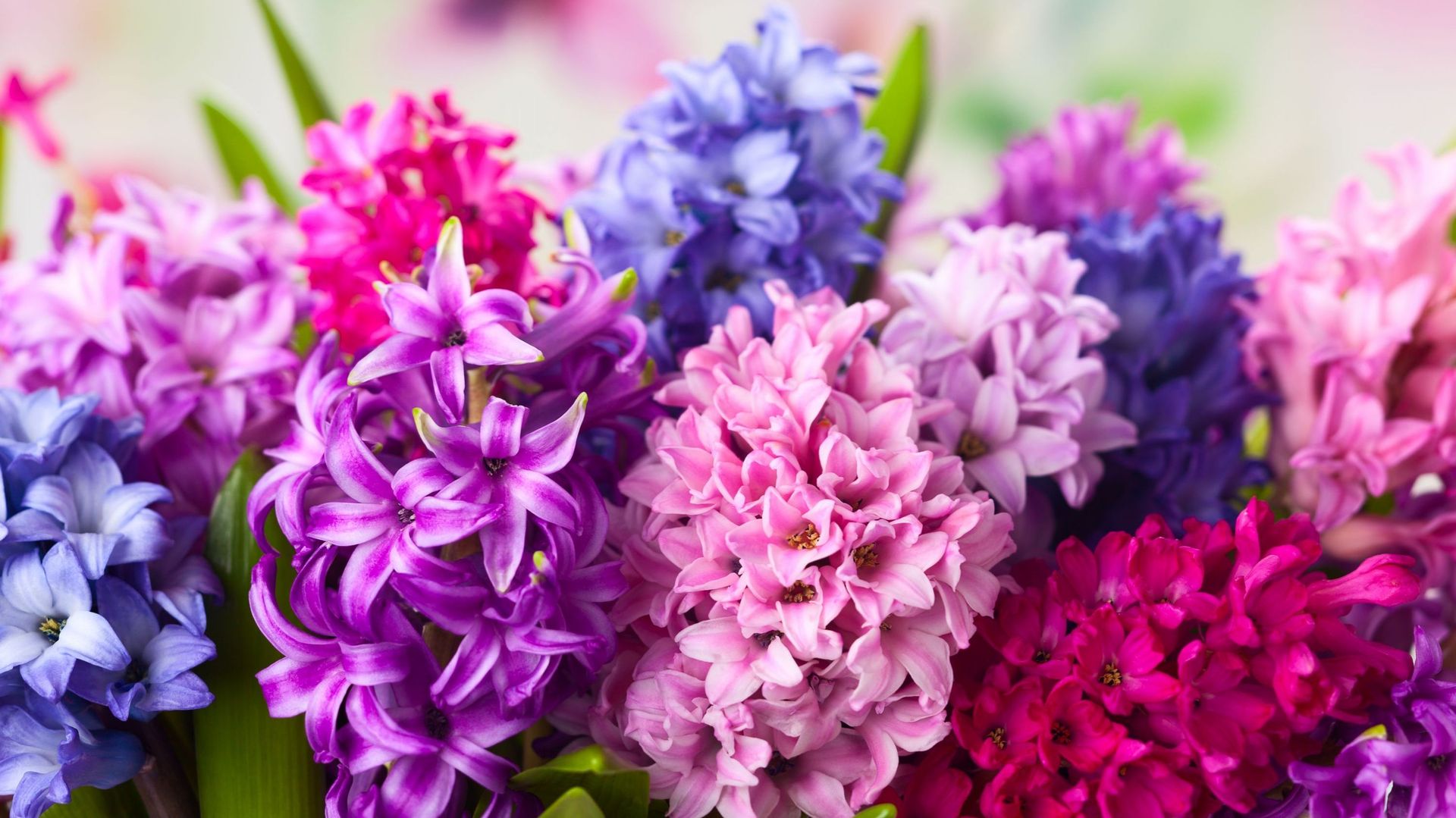 La plantation des jacinthes au jardin - RTBF Actus