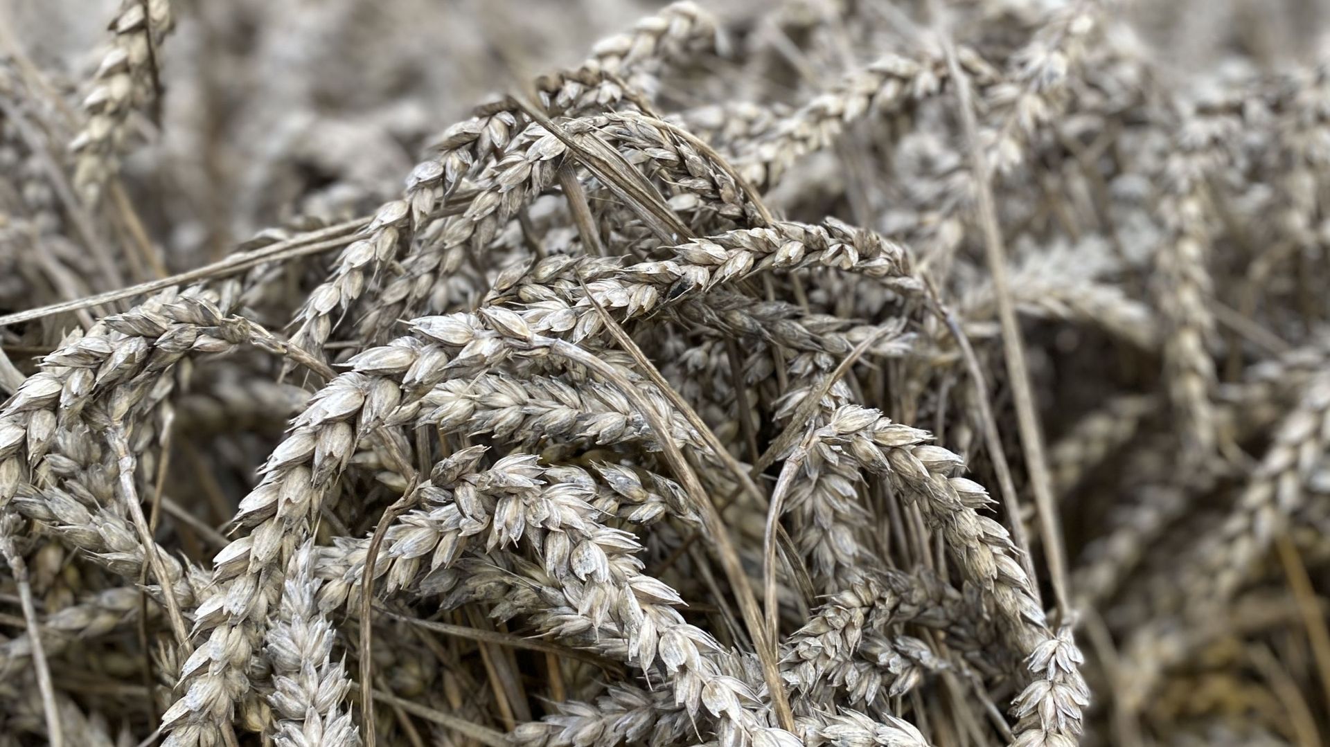 Les champs de froment attendent impatiemment le retour du soleil - RTBF ...