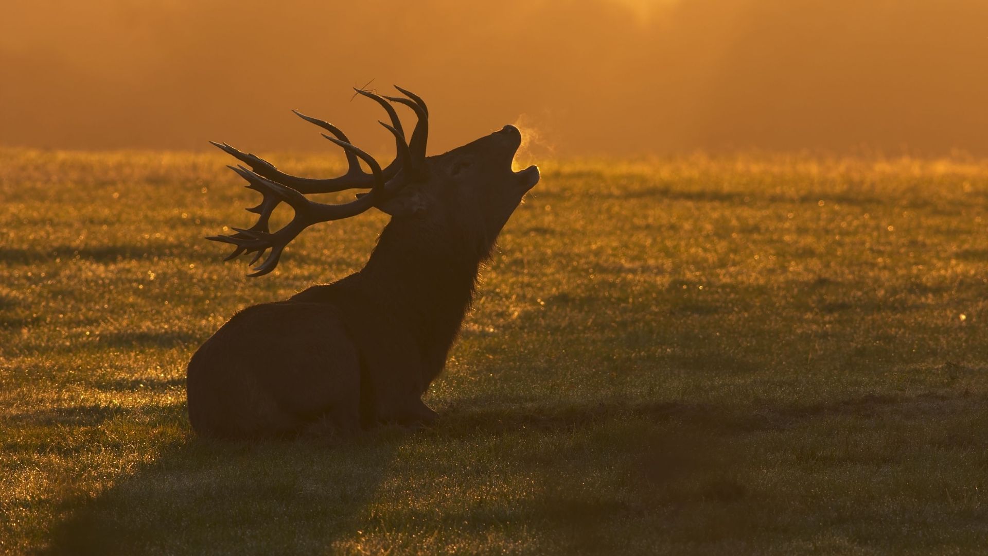 Brame du cerf 2024 : les meilleurs endroits et balades accompagnées en ...