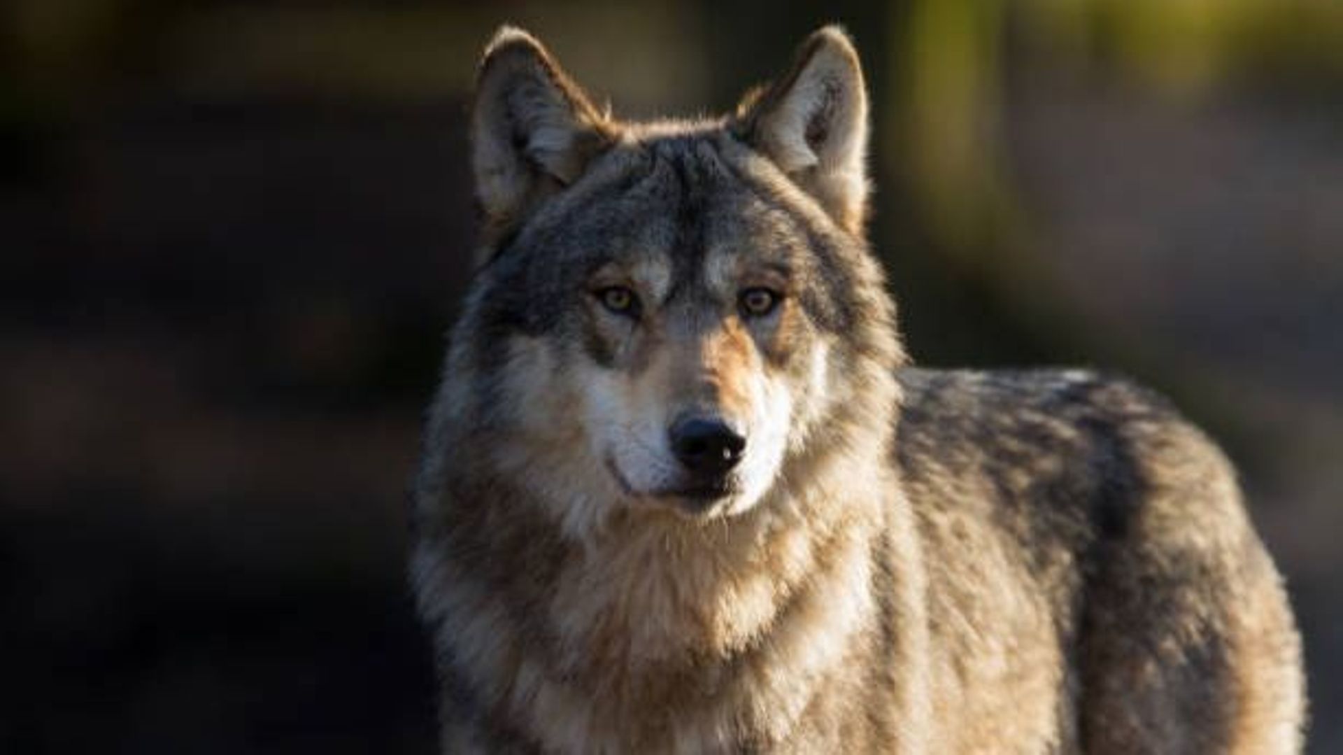 Le loup à nouveau au cœur du débat politique ? - RTBF Actus