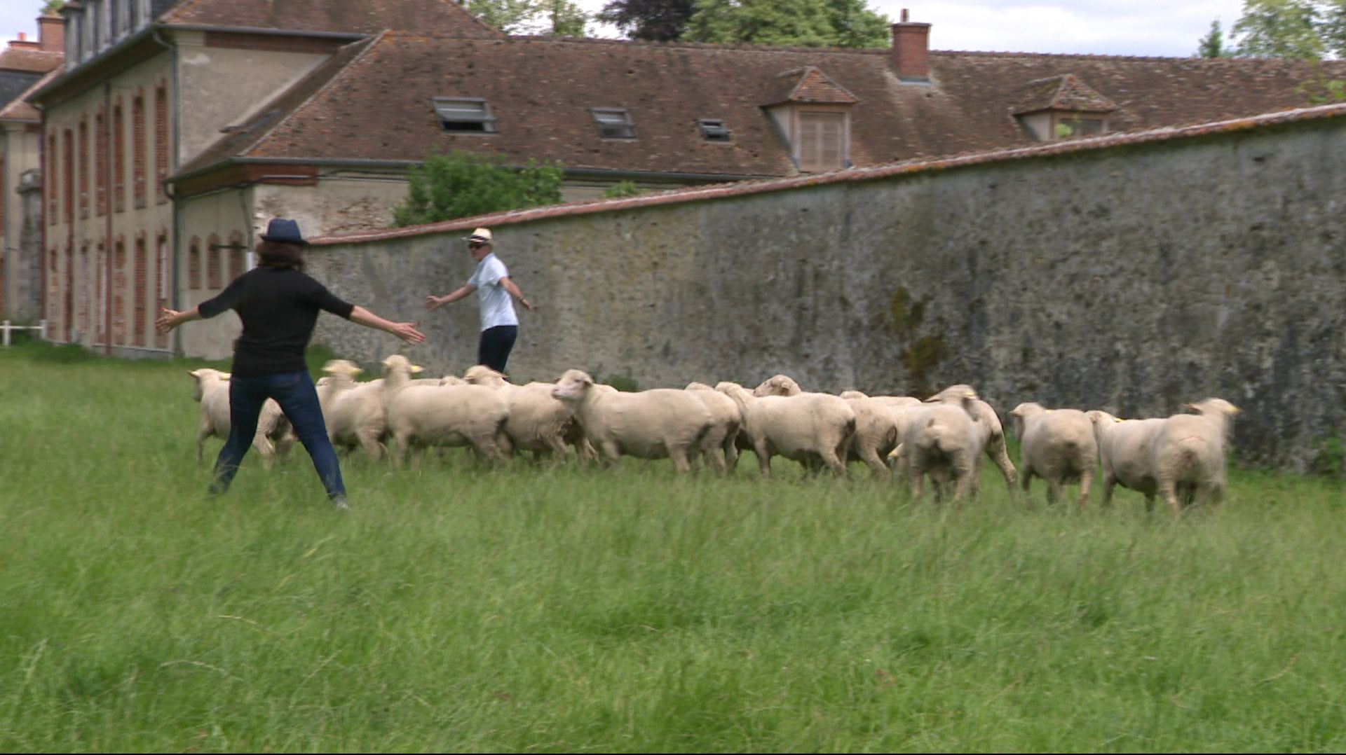 Le Sheep coaching: les cadres sont-ils des moutons? - RTBF Actus