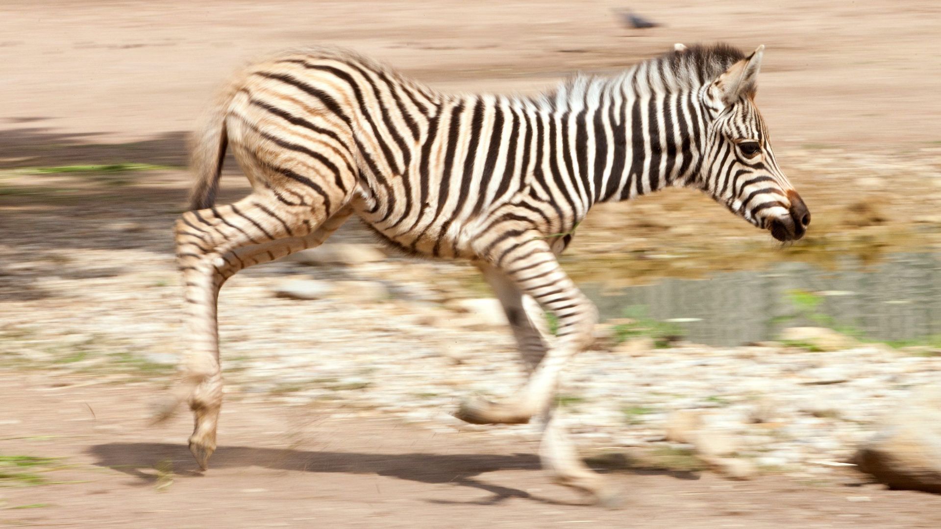 Le zébron ne mange que si le soigneur porte un T-shirt à rayures - rtbf.be