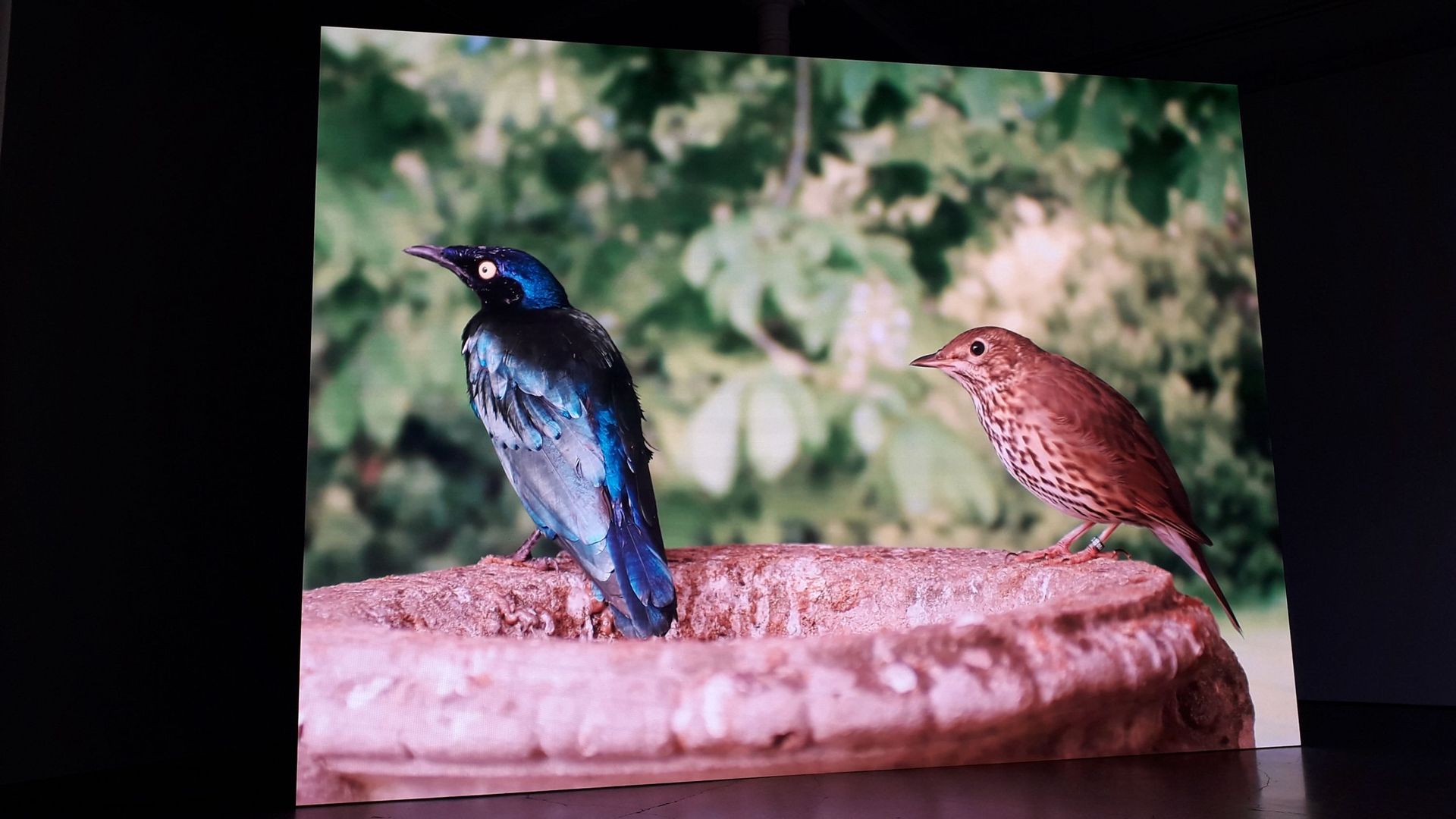 Birdsong, l'exposition de David Claerbout à découvrir à la galerie ...