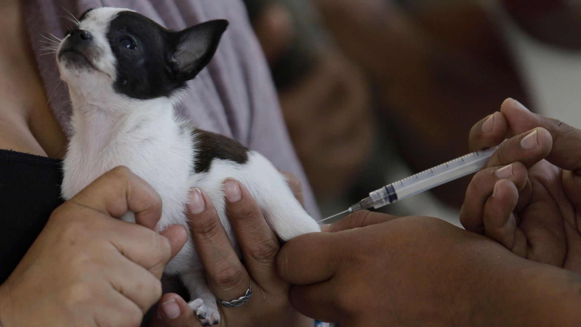 Journée mondiale contre la rage : éradiquée en Belgique, la maladie ...