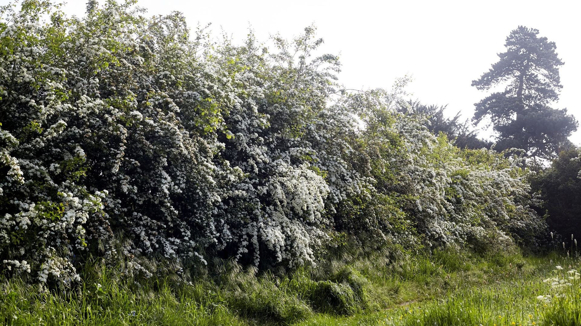 Plantons des haies vives pour la biodiversité ! - RTBF Actus
