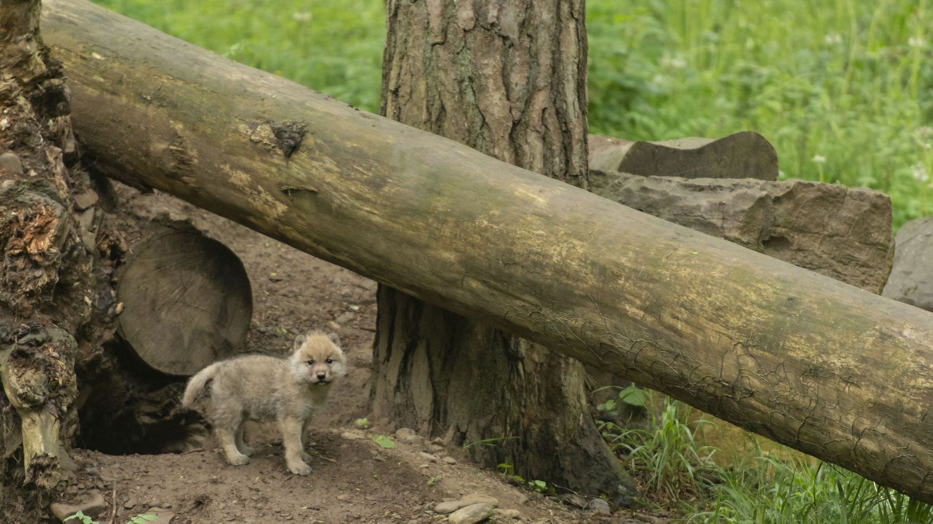 Han-sur-Lesse: le bébé loup arctique fait ses premiers pas hors de sa ...