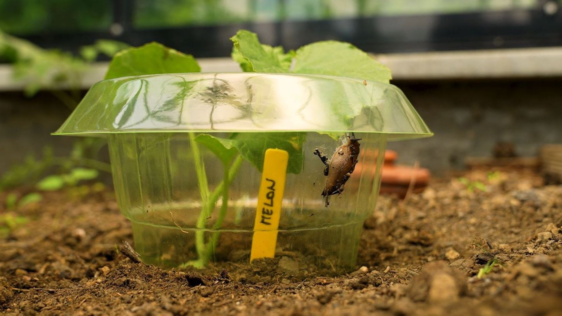 Six méthodes naturelles pour éloigner les limaces du potager - RTBF Actus