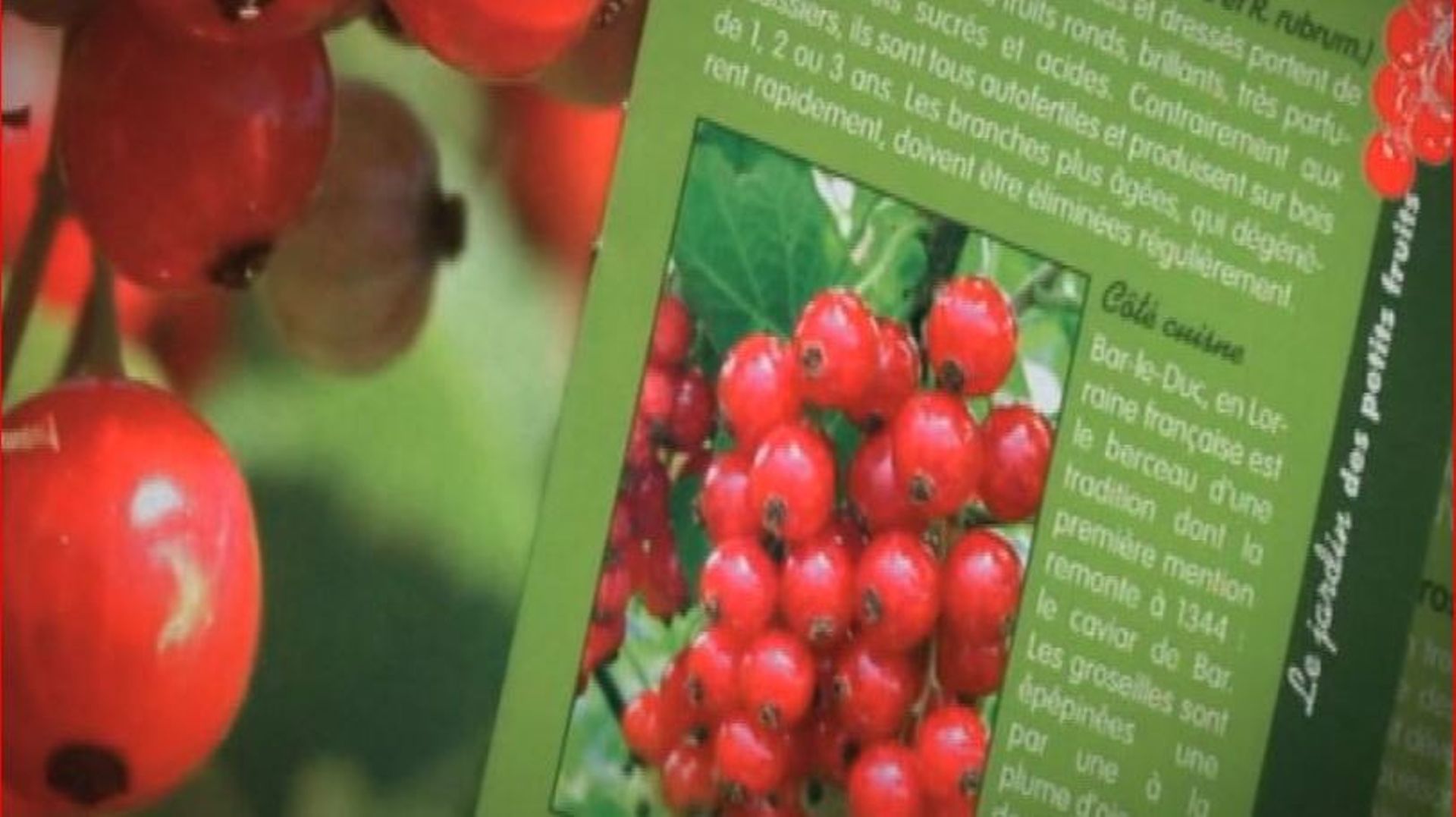 Le jardin des petits fruits à Wépion - RTBF Actus