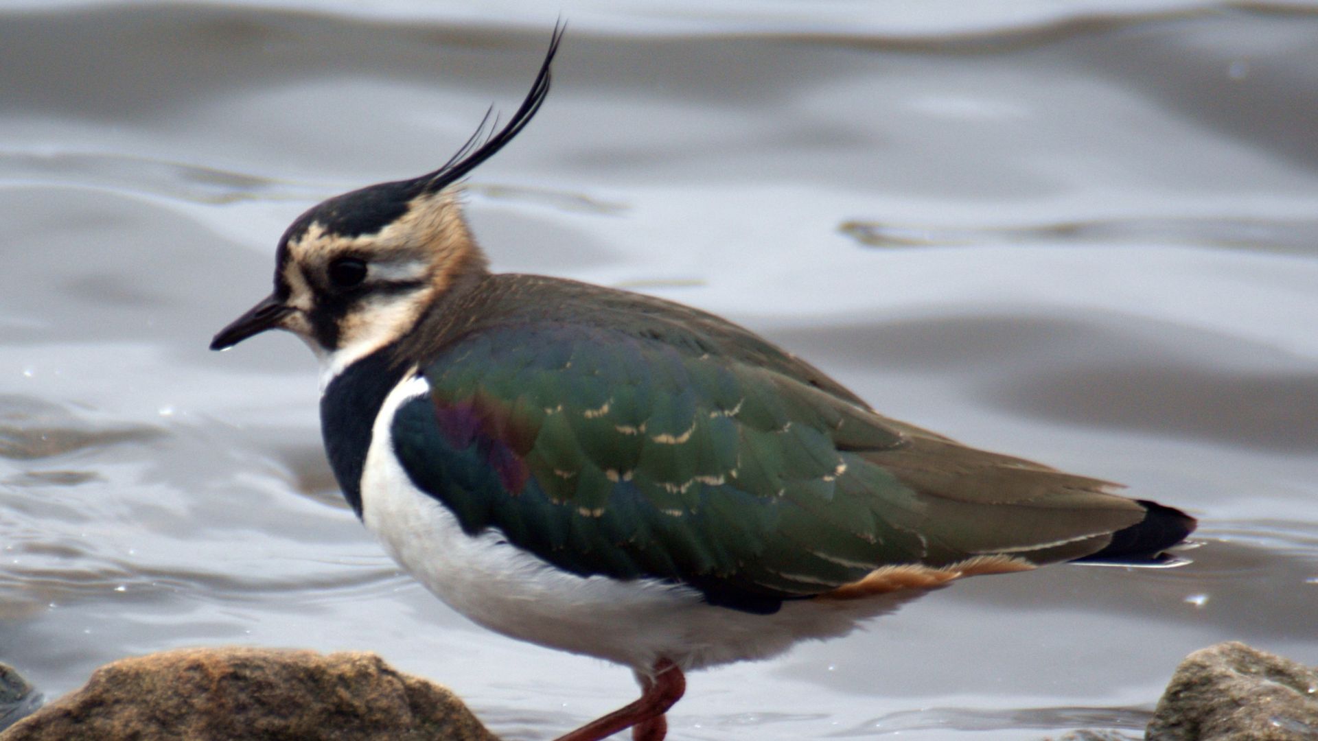 Oiseaux de nos jardins: 'Les granivores sont en danger', selon Natagora ...