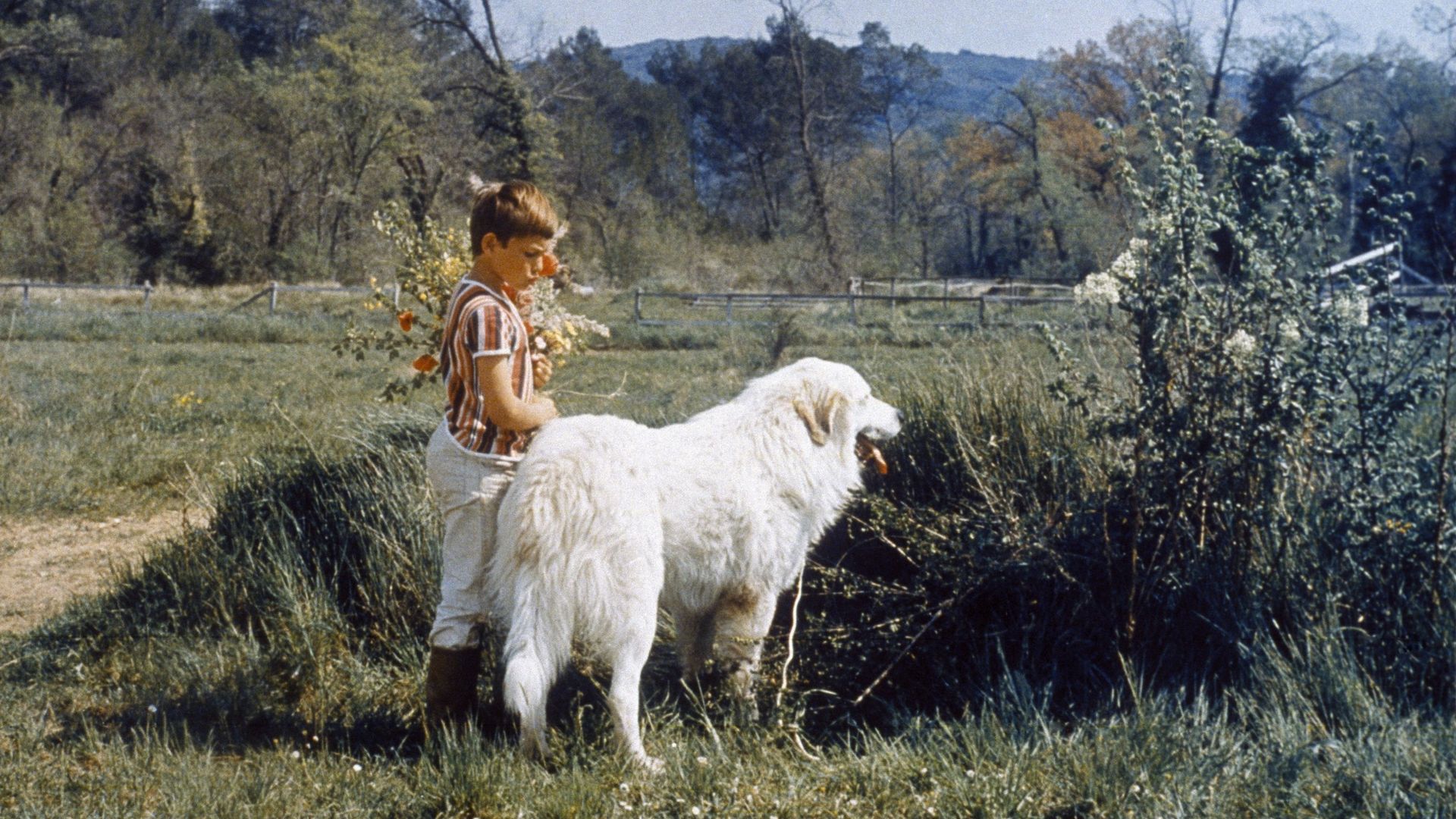 Le retour du Patou, chien de berger impressionnant mais rarement ...