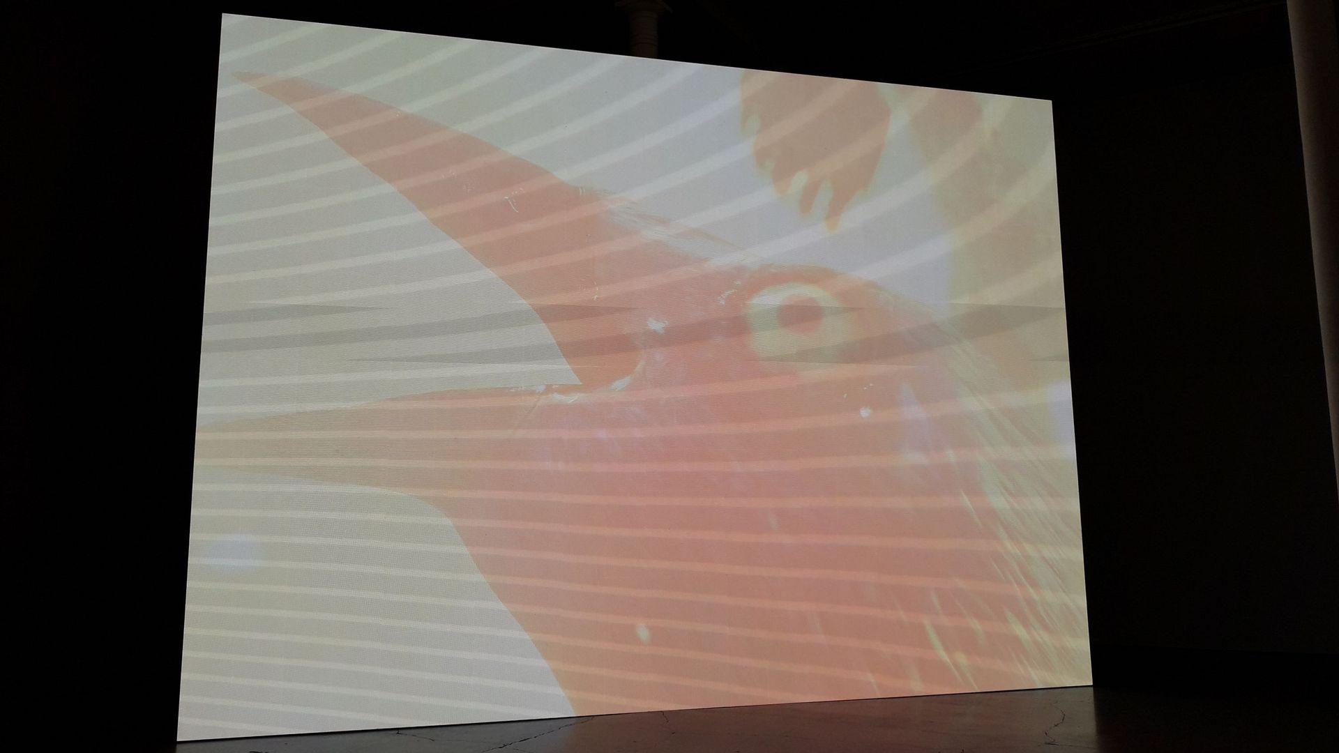 Birdsong, l'exposition de David Claerbout à découvrir à la galerie ...