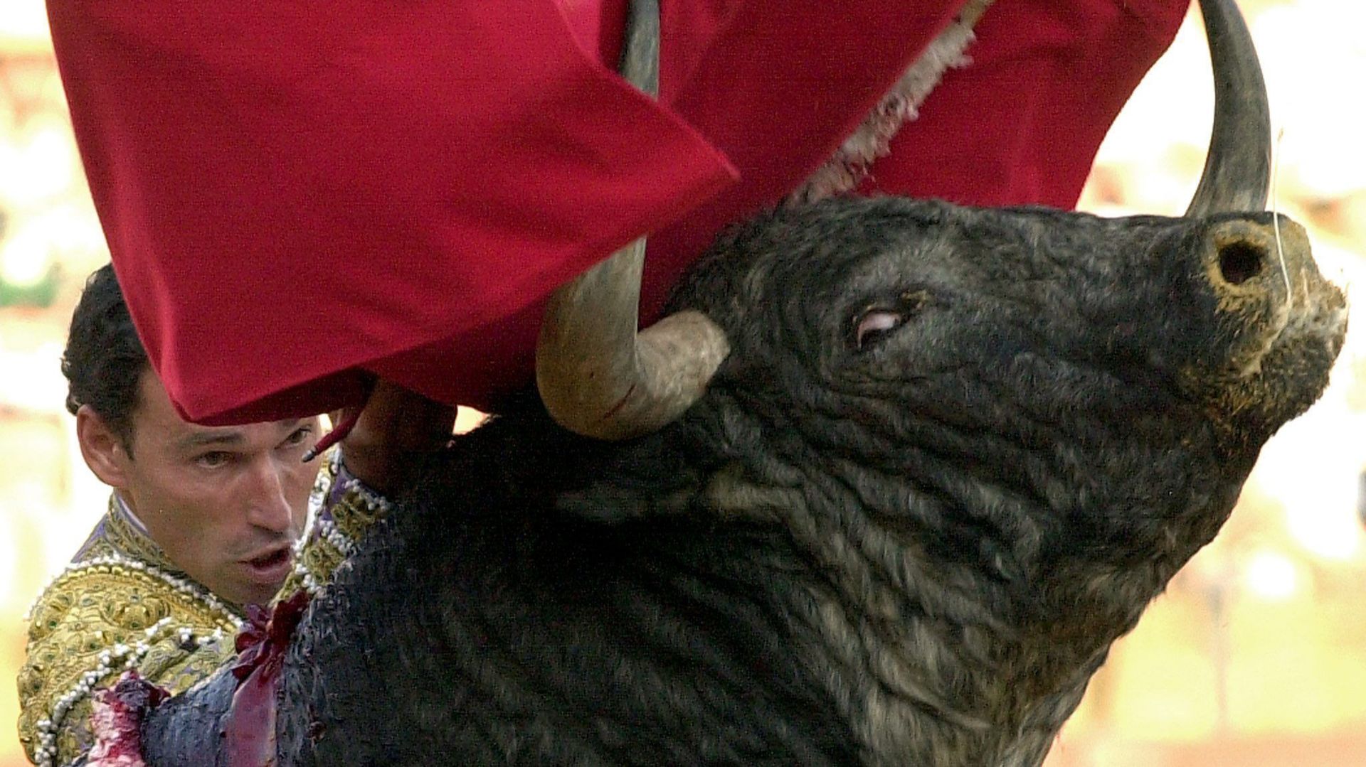 France: la tauromachie au patrimoine culturel immatériel - RTBF Actus