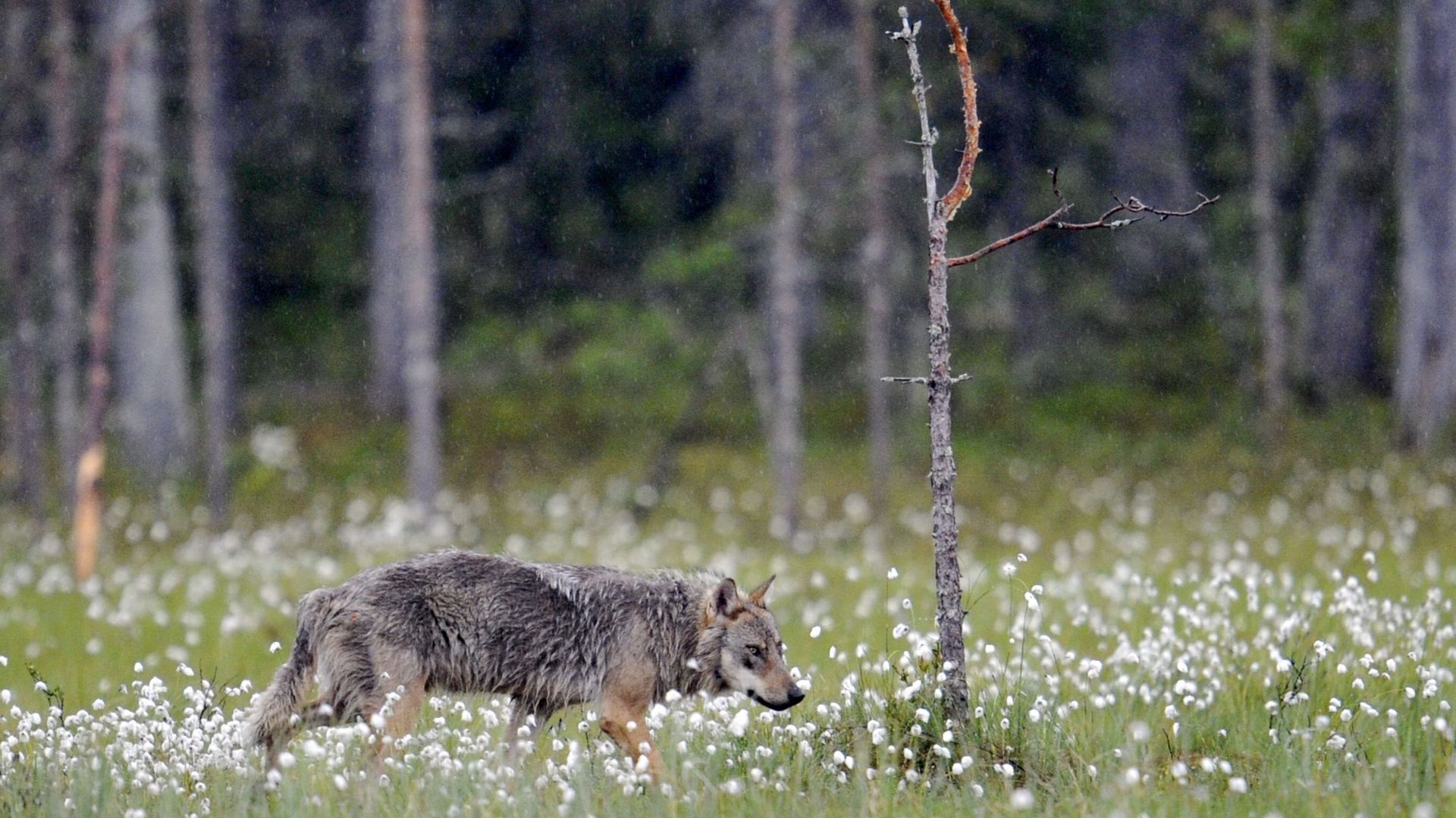 La chasse au loup débute en Finlande: un cinquième de la population ...
