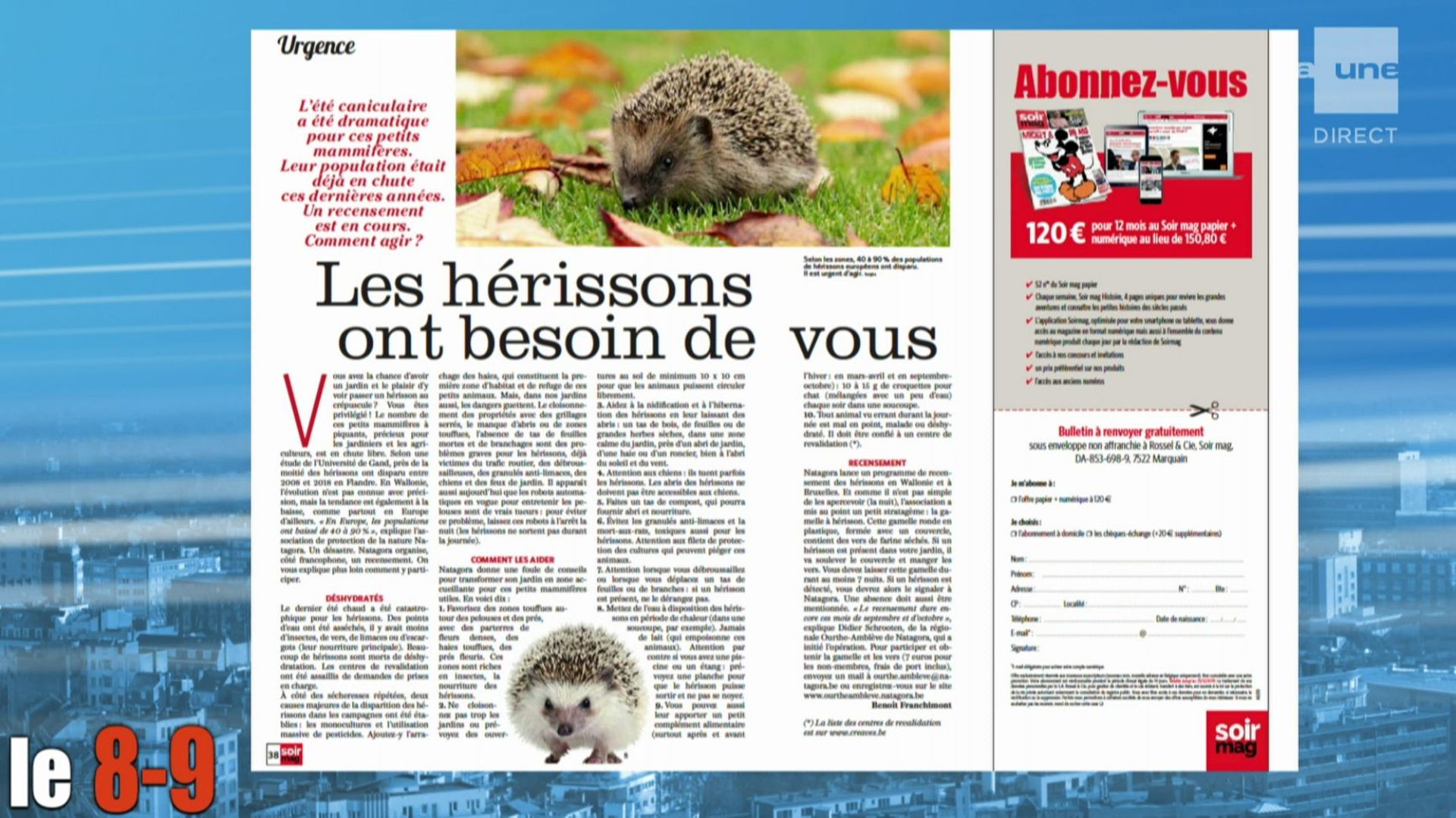 Les hérissons ont besoin de vous! - RTBF Actus