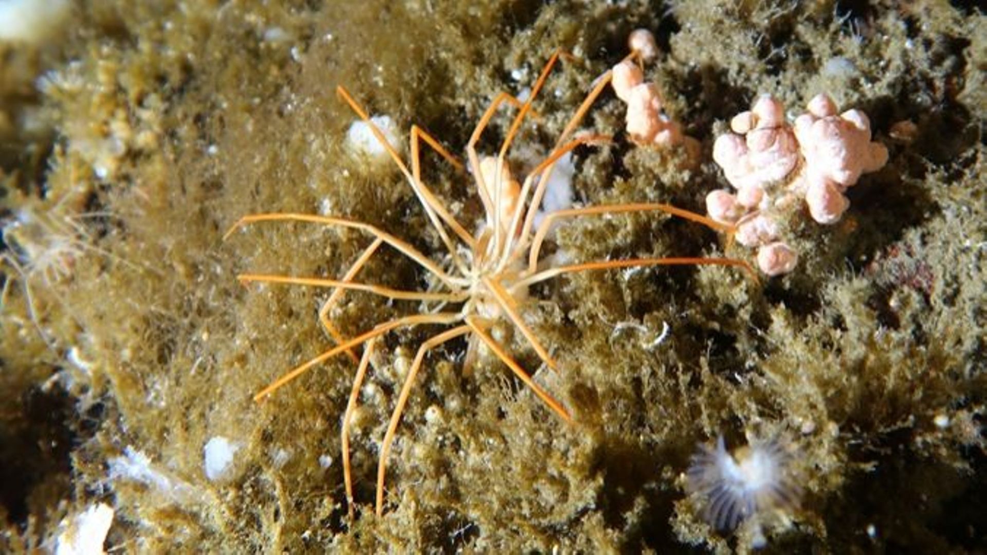 Le mystère des araignées de mer géantes de l’Antarctique enfin compris ...