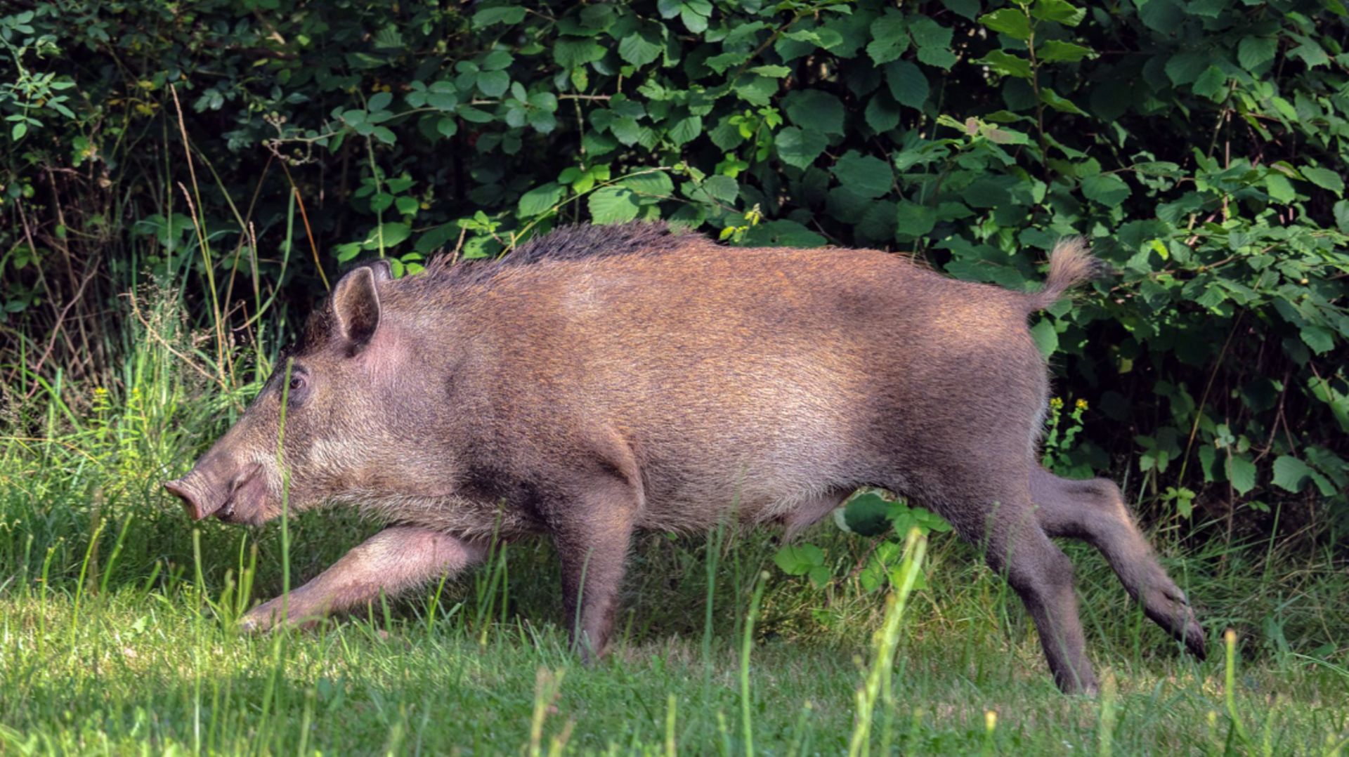 Roux : décès à l'hôpital d'un garçon de 7 ans qui était tombé dans le ...