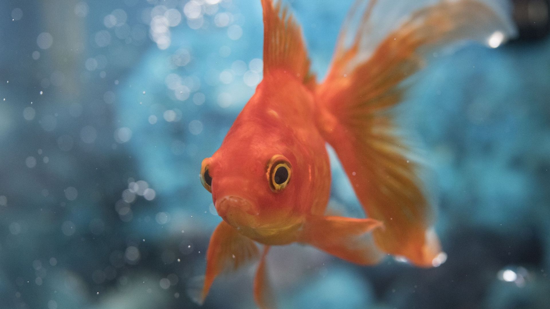 Trois conseils pour accueillir un poisson rouge - RTBF Actus