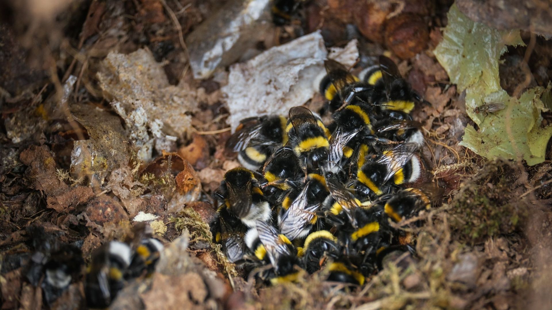 5 choses à savoir sur les bourdons - RTBF Actus