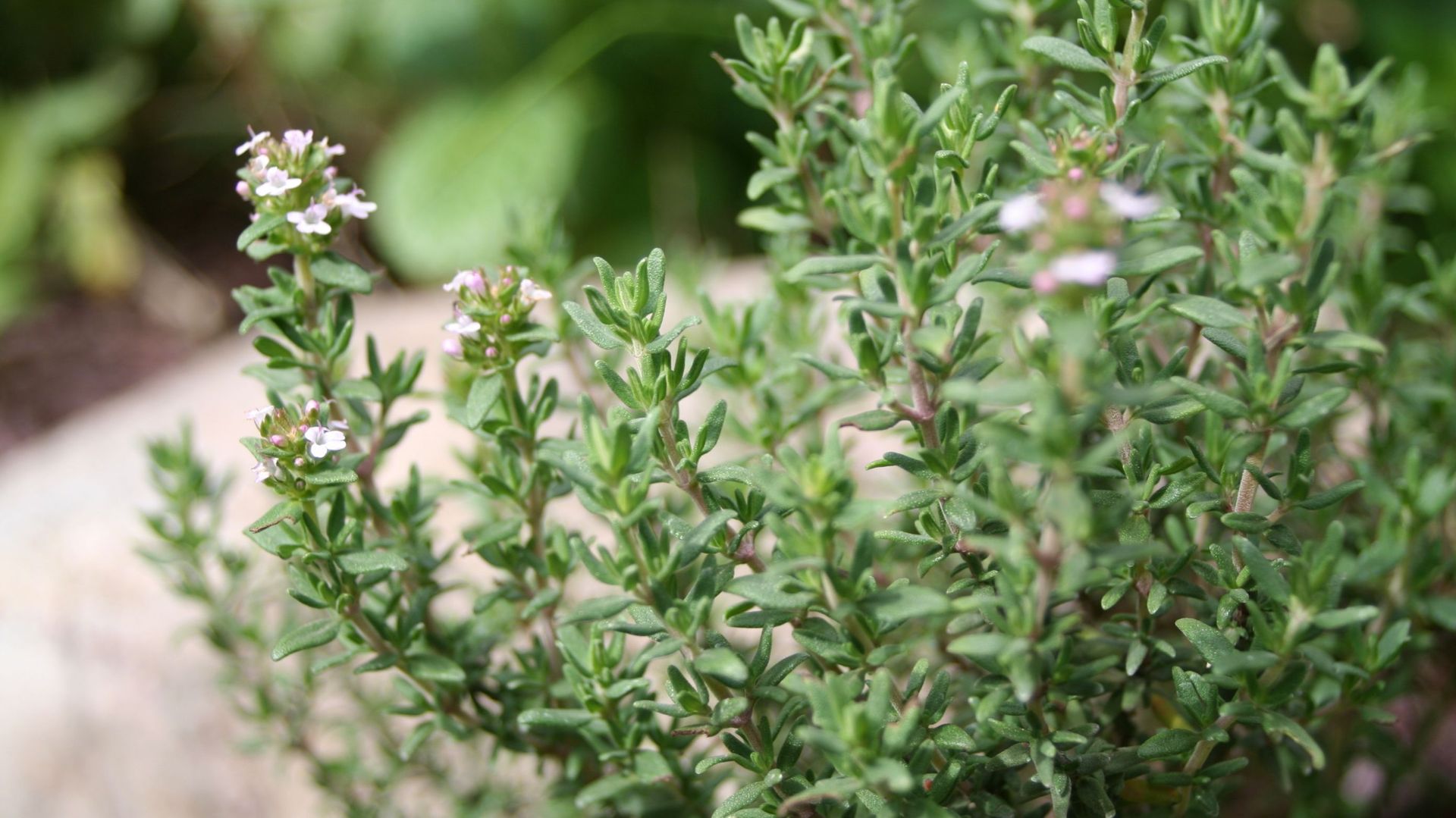 Le thym, une herbe miracle - RTBF Actus