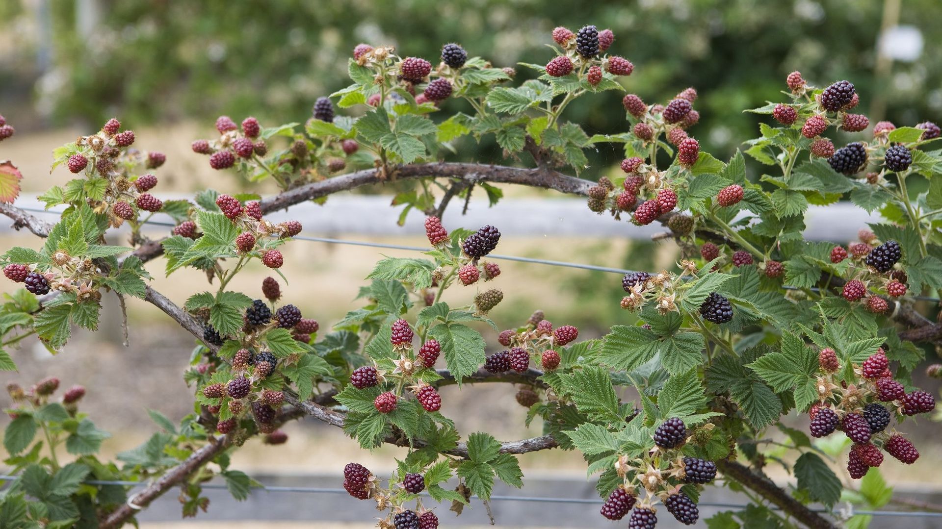 Cet automne, plantons des ronces pour de succulents desserts - RTBF Actus