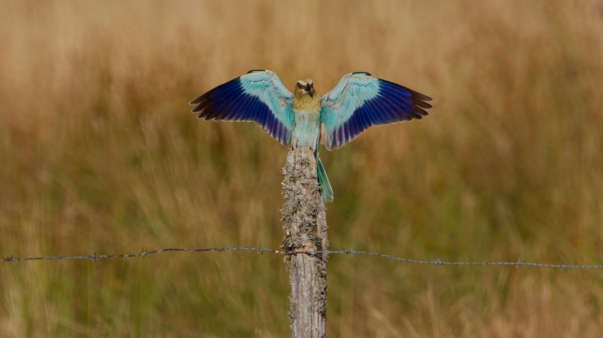 La photo de la semaine du Jardin extraordinaire : 'la pose bleue' du ...