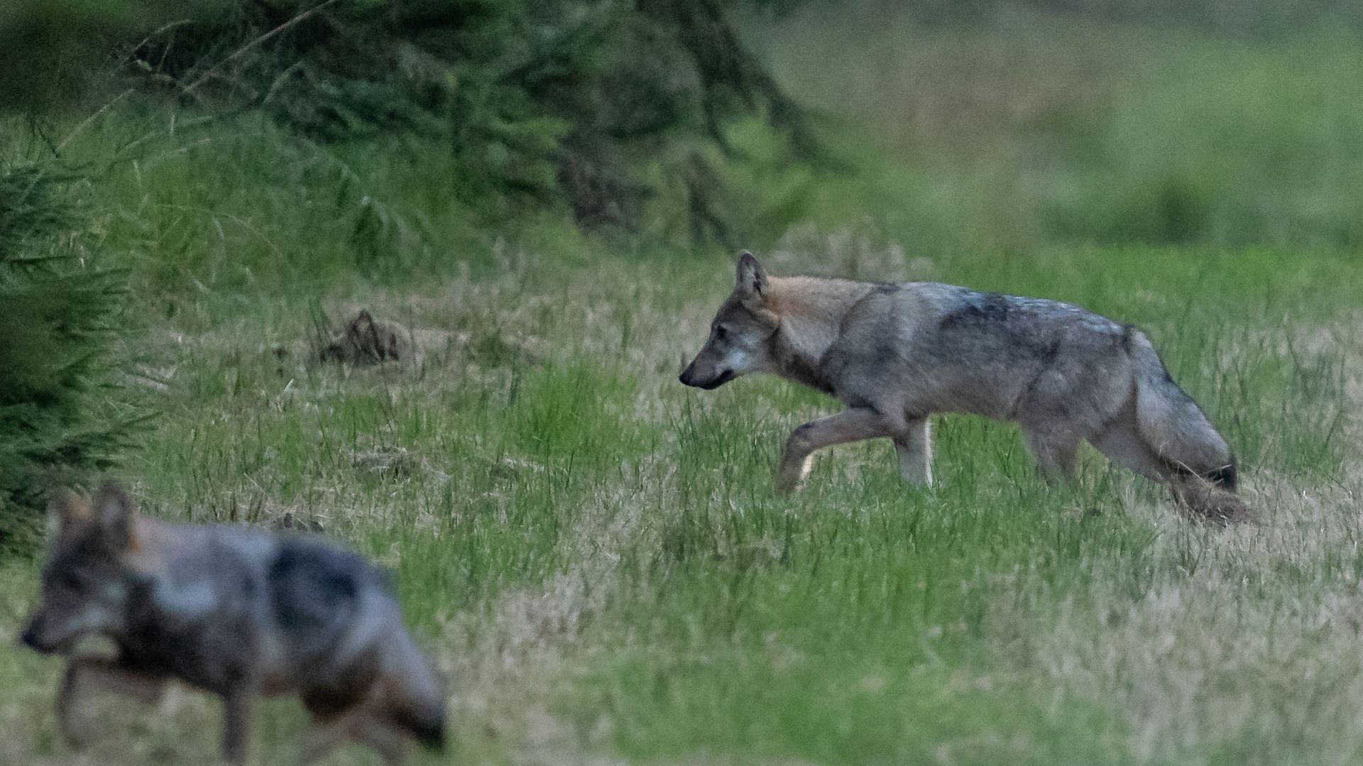 Les toutes premières photos de famille des nouveaux louveteaux wallons ...