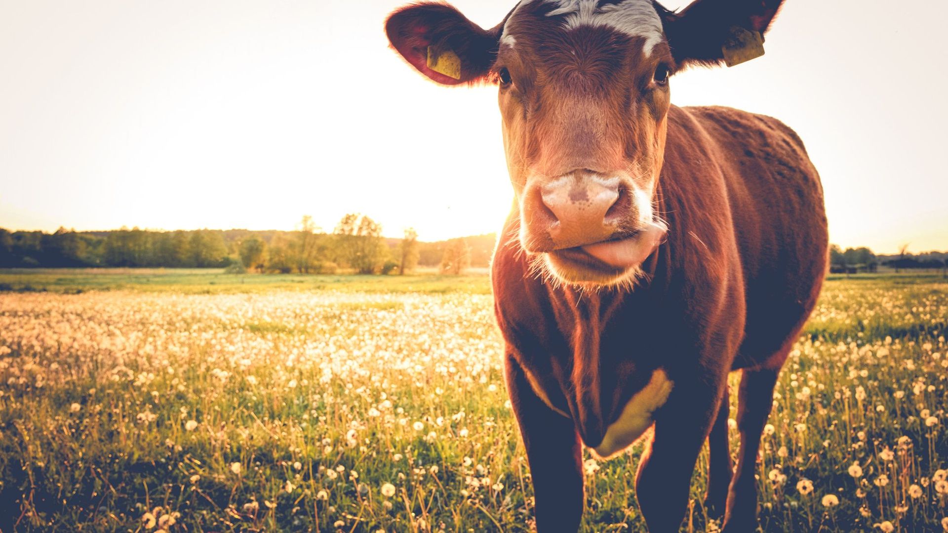 Vaches nourries à la bière : quelles caractéristiques la boisson donne ...