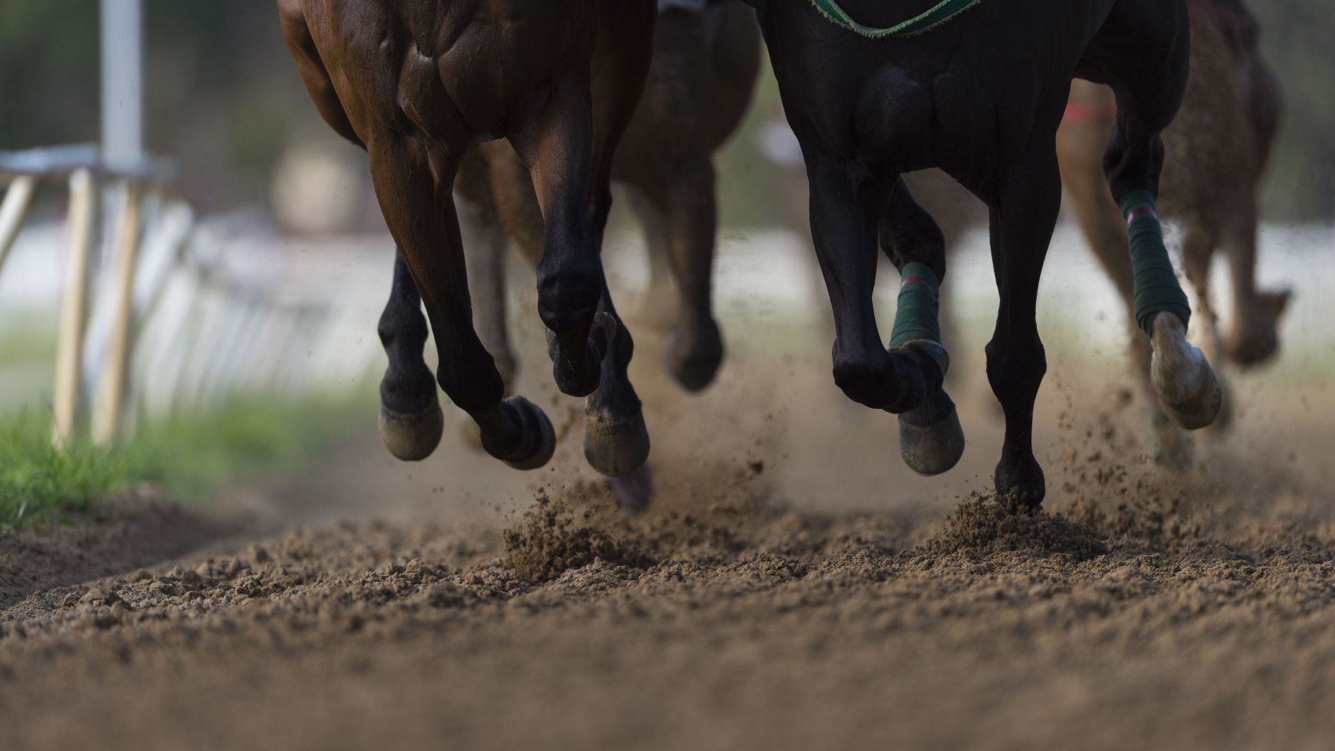 Le business insoupçonné de l’élevage de chevaux de compétition - RTBF Actus