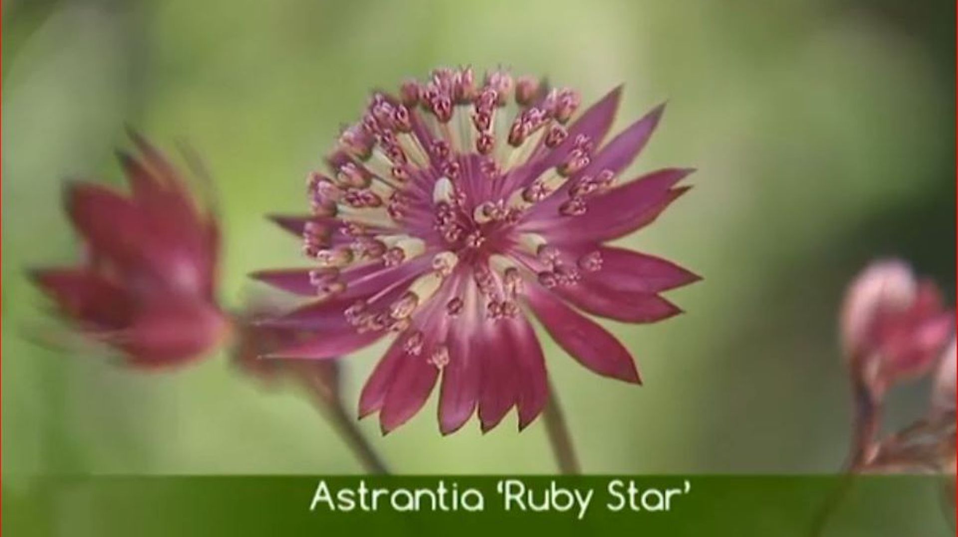 Réaménagement du parterre et zoom sur l'Astrantia 'Ruby Star' - RTBF Actus