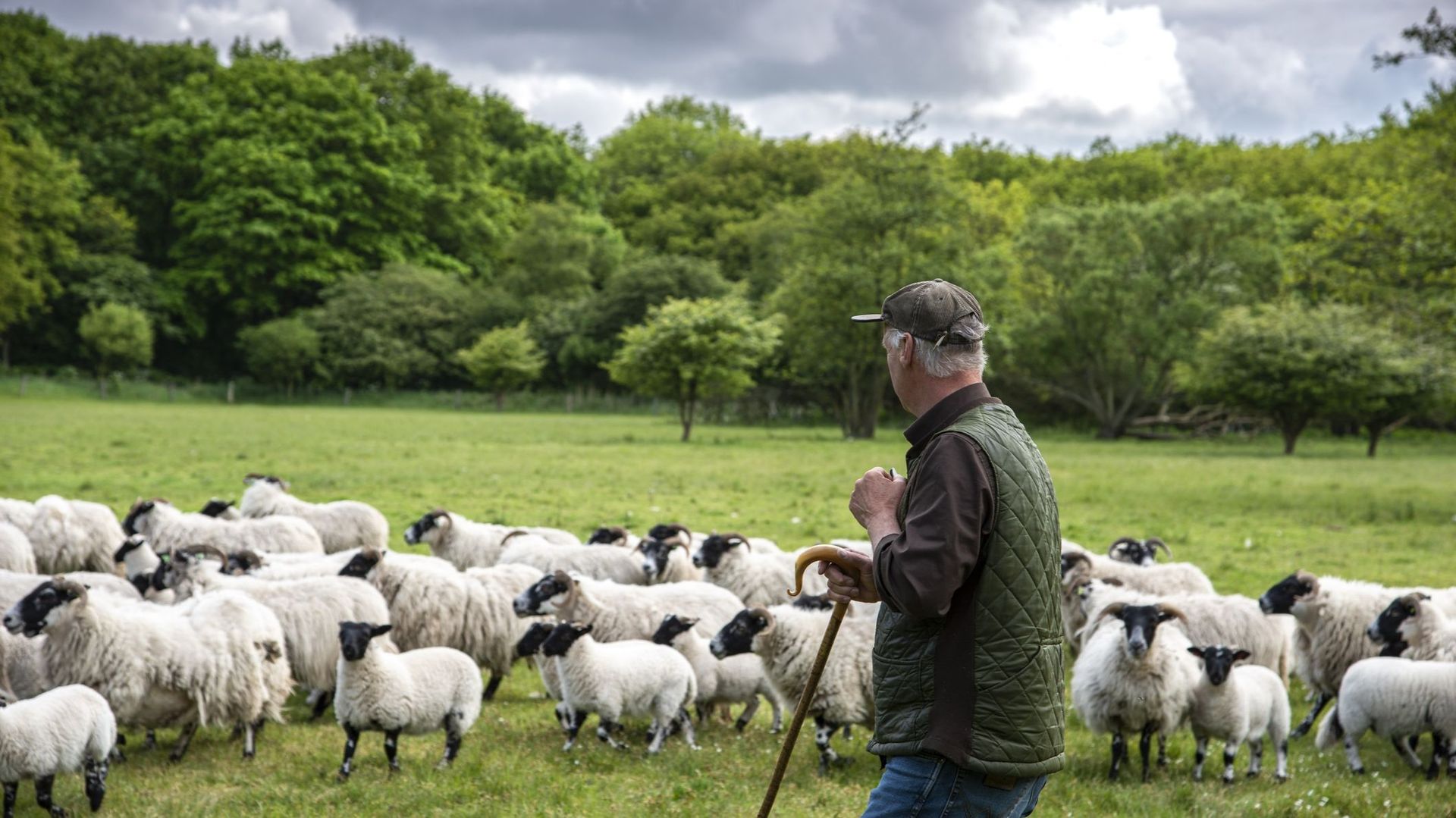 Le métier de berger, une profession d'avenir ? - RTBF Actus