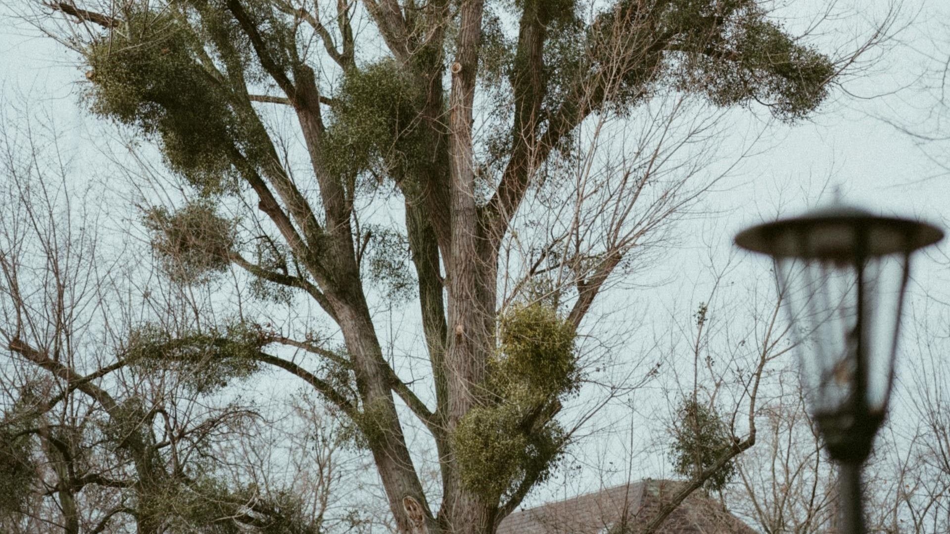 Le gui, une plante symbolique, parasite et porte-bonheur - RTBF Actus