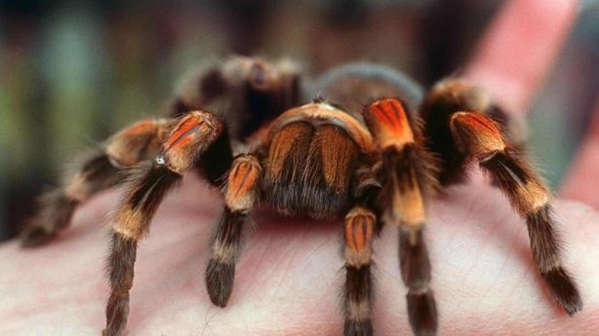 Arlon: une mygale mexicaine découverte dans une serre - RTBF Actus