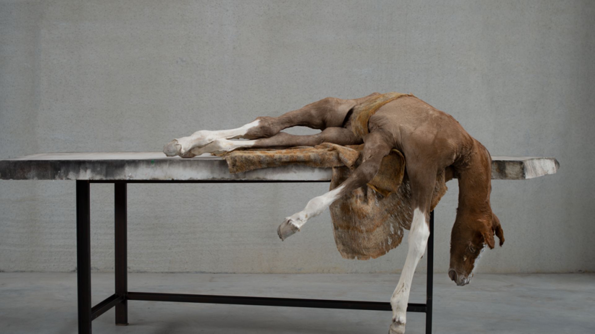 Remportez vos entrées pour l'exposition 'Khorós' de Berlinde De Bruyckere à Bozar - RTBF Actus