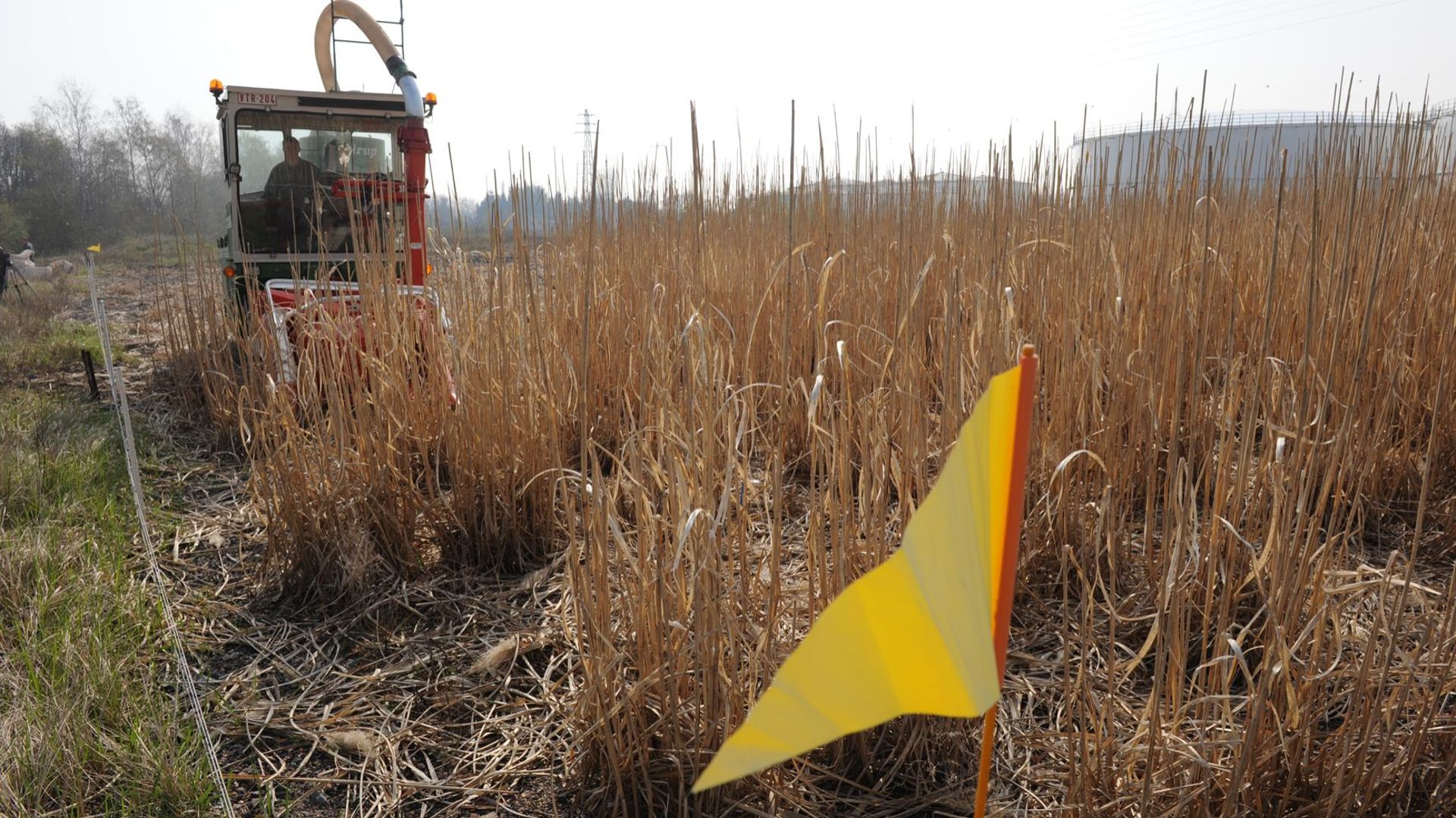 Herbe à éléphant: première récolte satisfaisante - rtbf.be