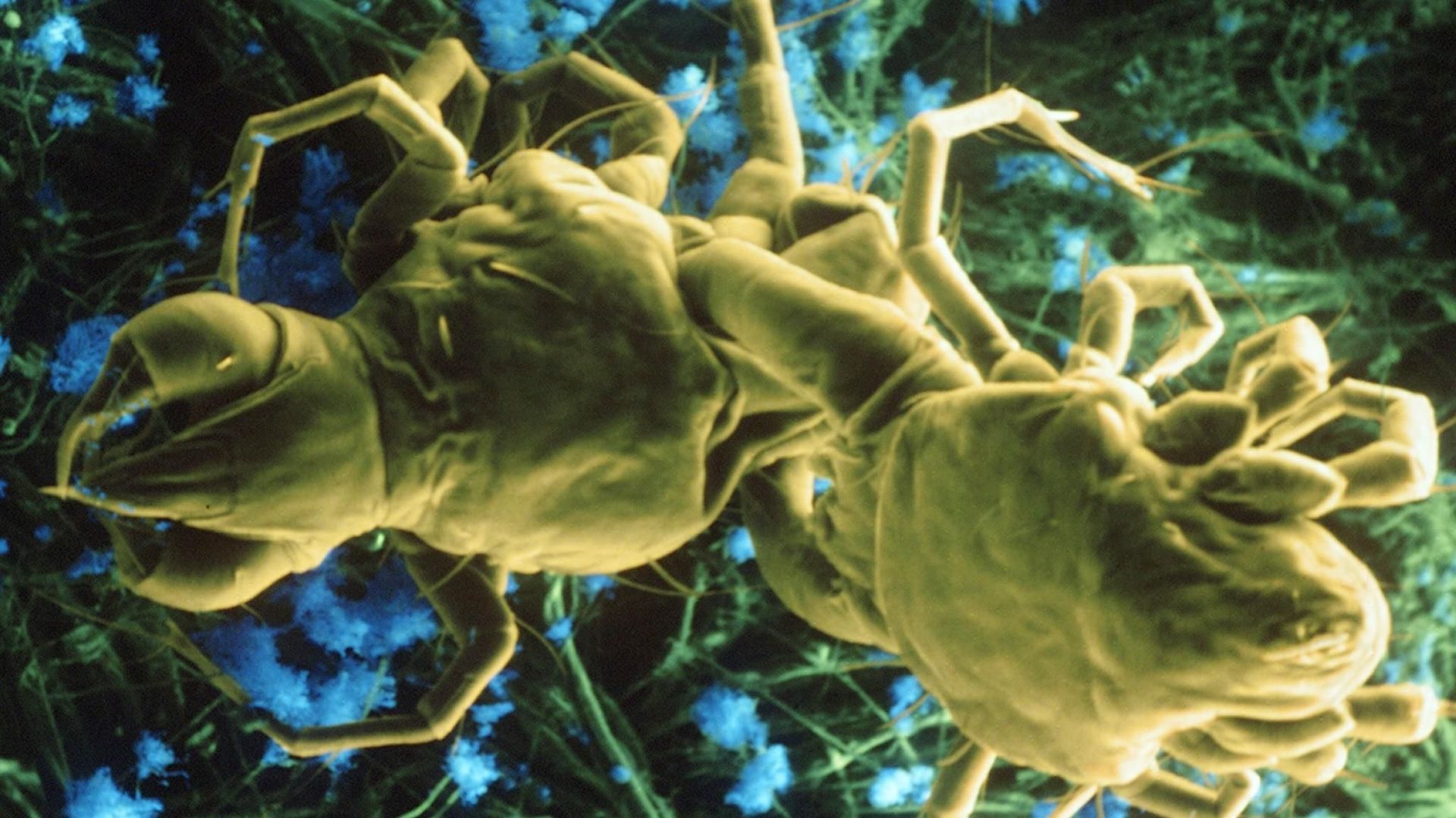 Hiver et trucs de grand-mère pour lutter contre les acariens - RTBF Actus