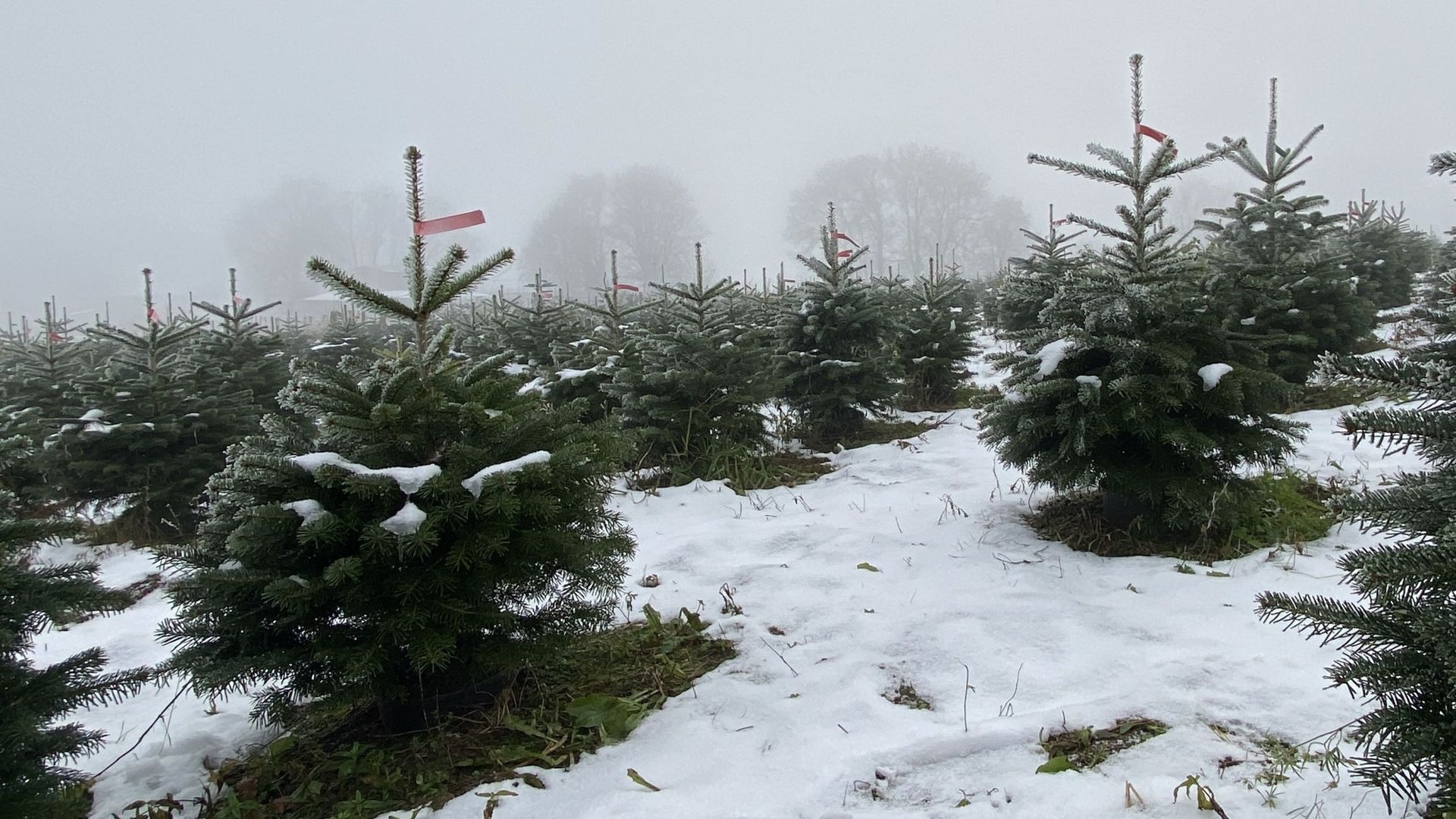 Y a-t-il une recrudescence de vols de sapins de Noël en Ardenne ...