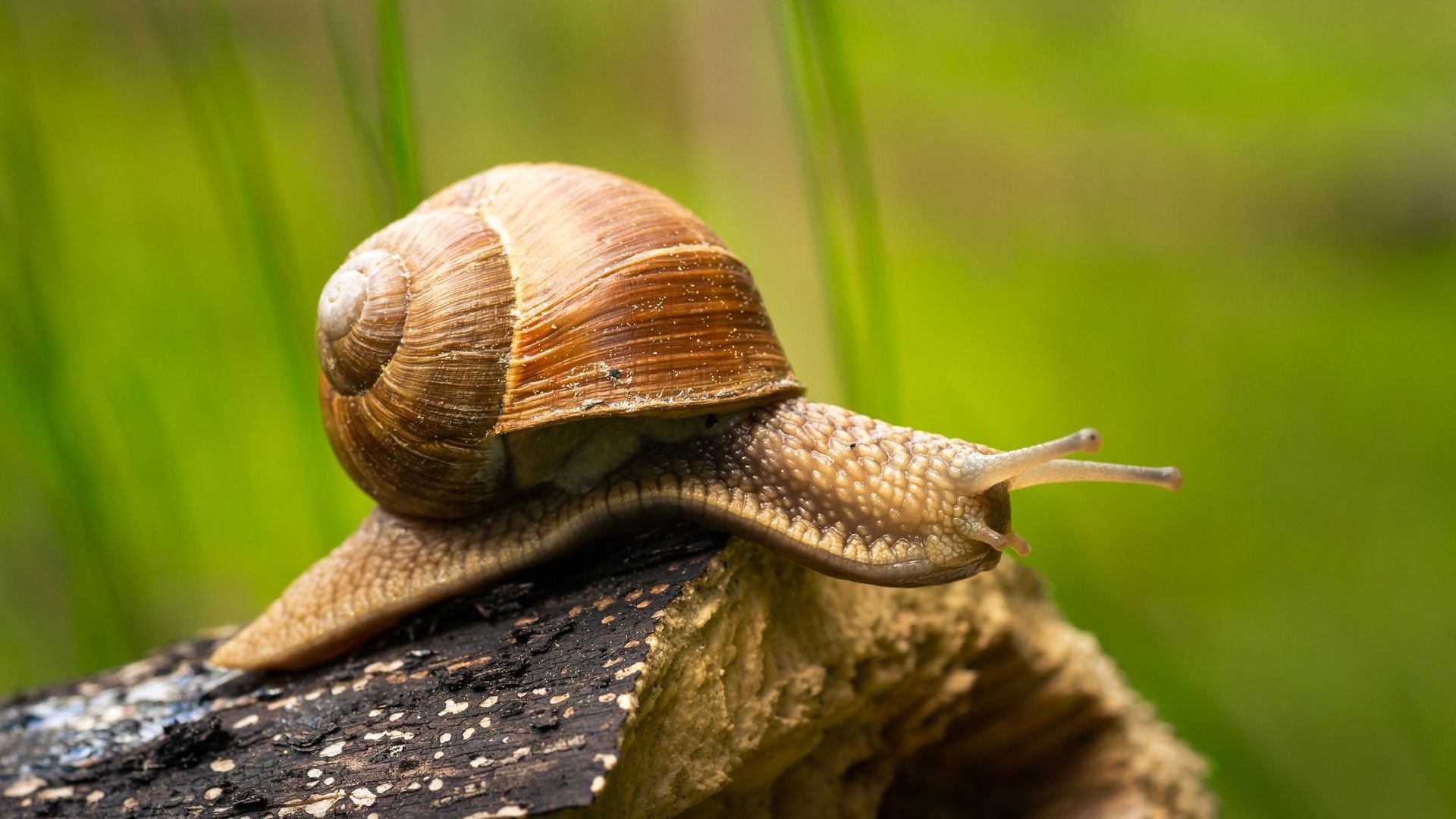 Sept nouvelles espèces d'escargots découvertes en Belgique - RTBF Actus