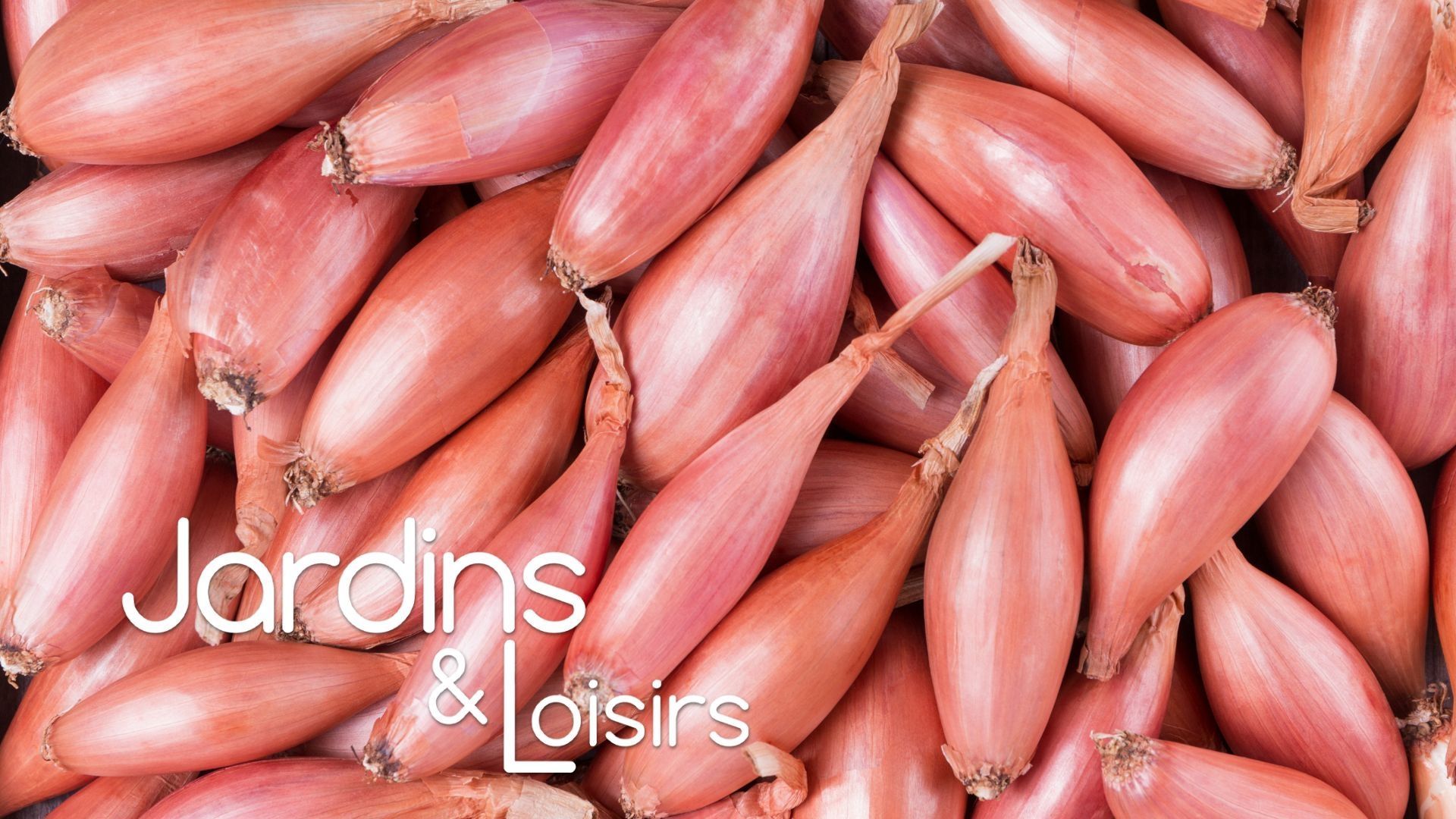 La culture des échalotes : conseils de plantation, de récolte et de ...