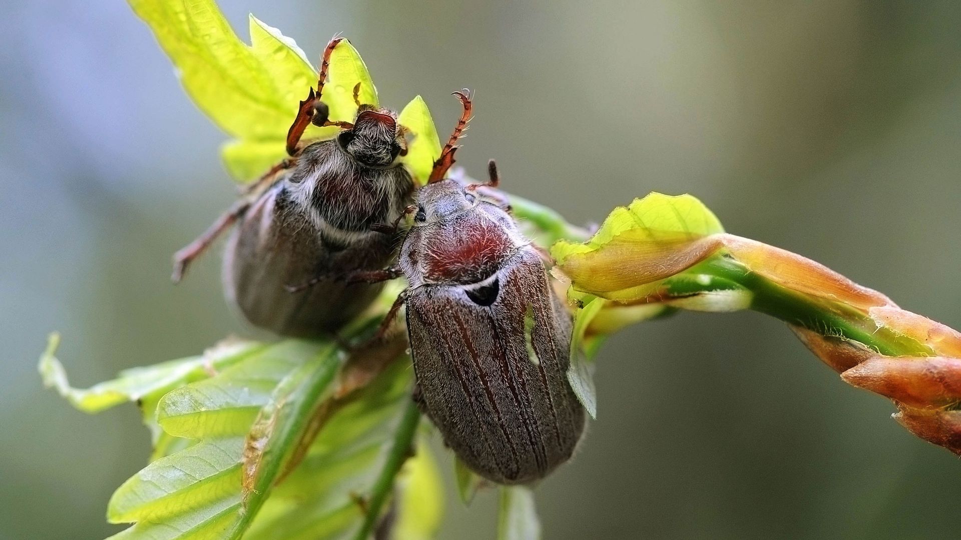 A cause de la chaleur, les hannetons pullulent dans la région liégeoise ...