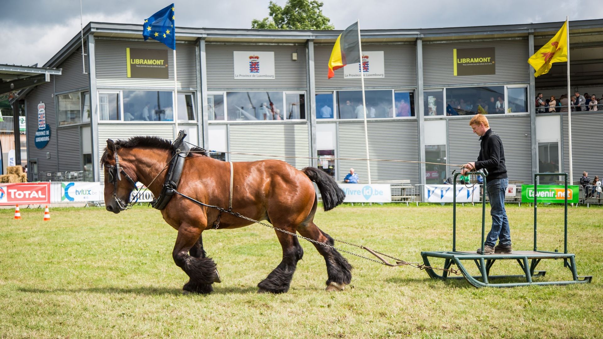 Foire agricole de Libramont: appétit asiatique pour le cheval de trait ...
