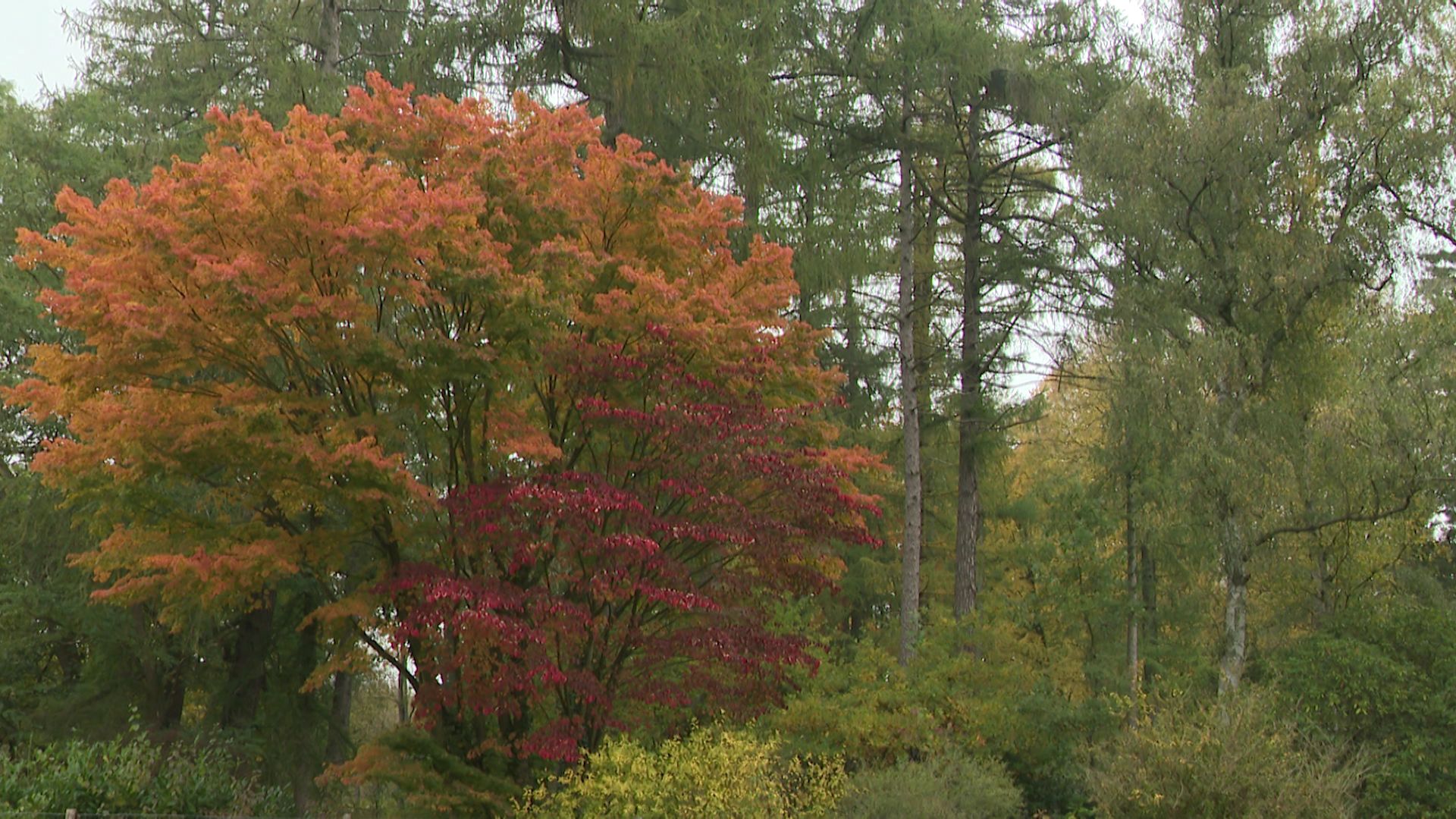 L’arboretum de Groenendaal - RTBF Actus