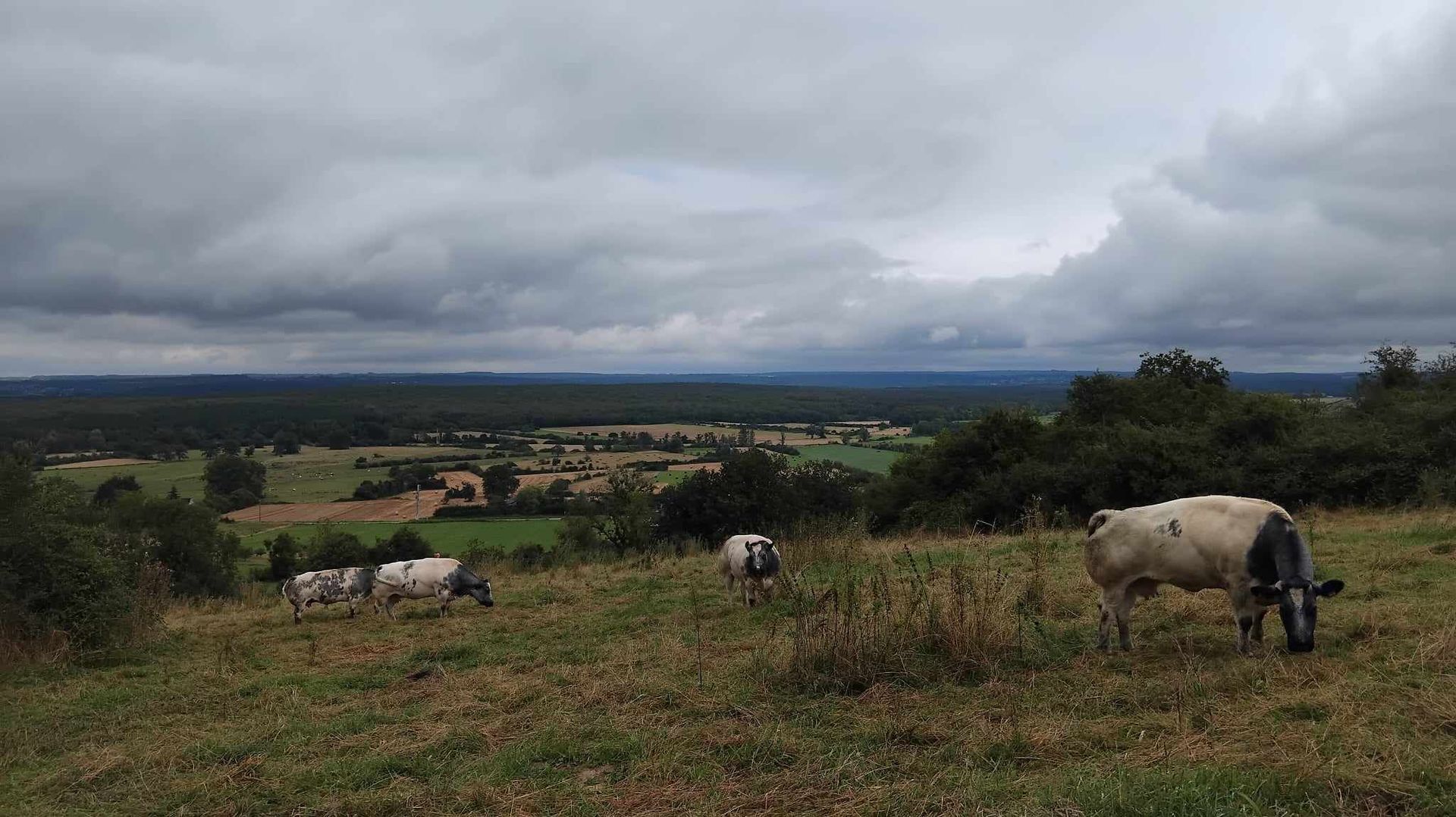 Découvrez où se trouve la plus belle prairie de Wallonie - RTBF Actus