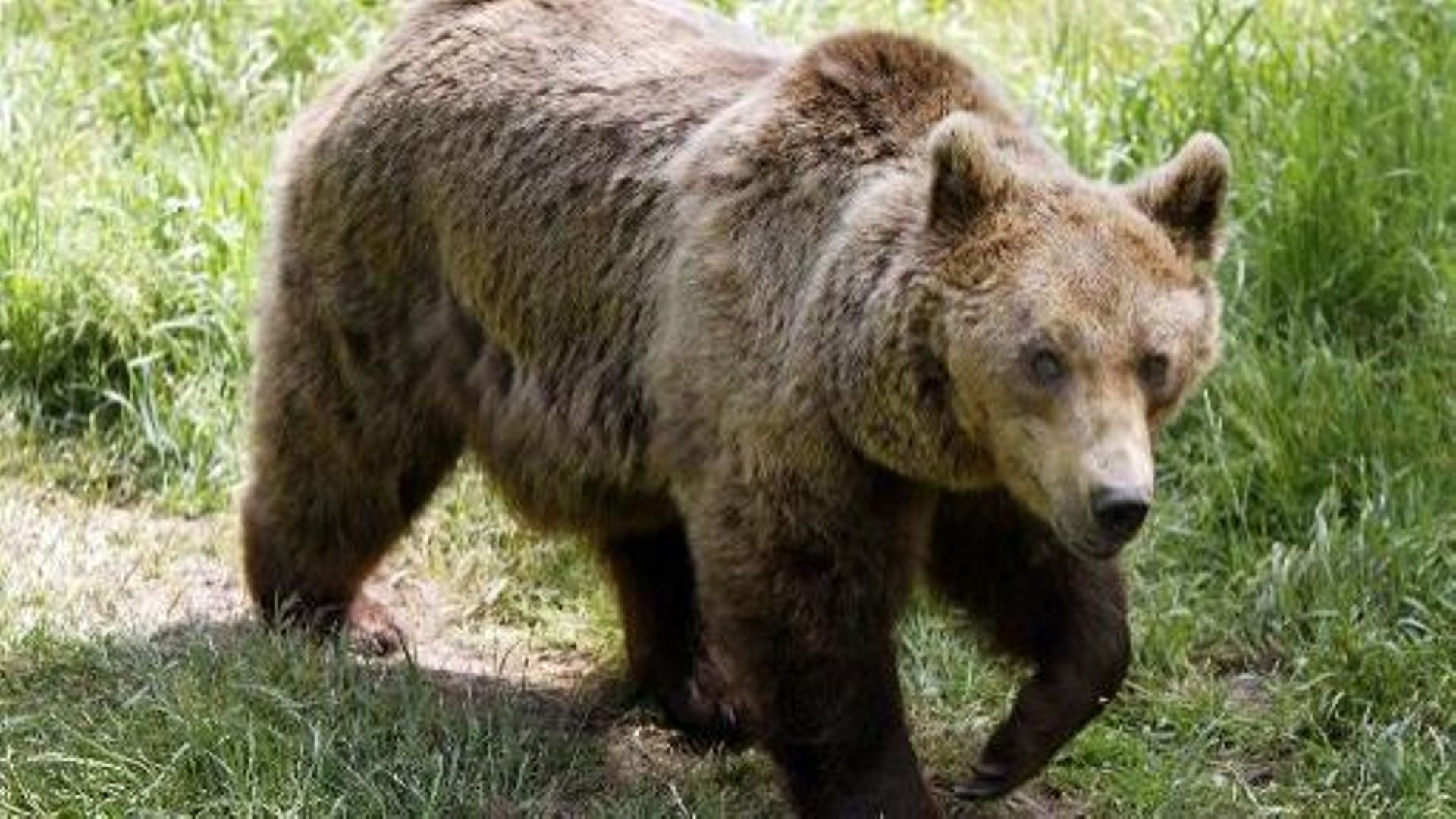 Deux bébés ours repérés dans les Pyrénées - RTBF Actus