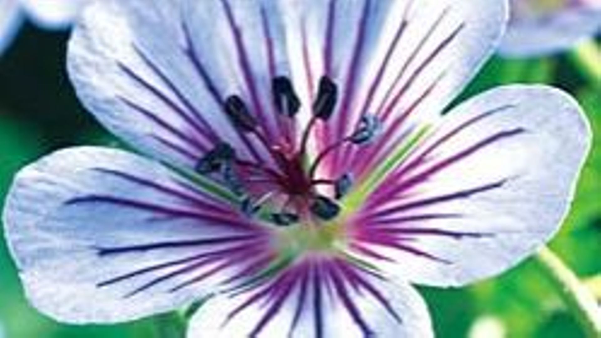 Francis Peeters - Geranium wallichianum 'Crystal Lake' - RTBF Actus