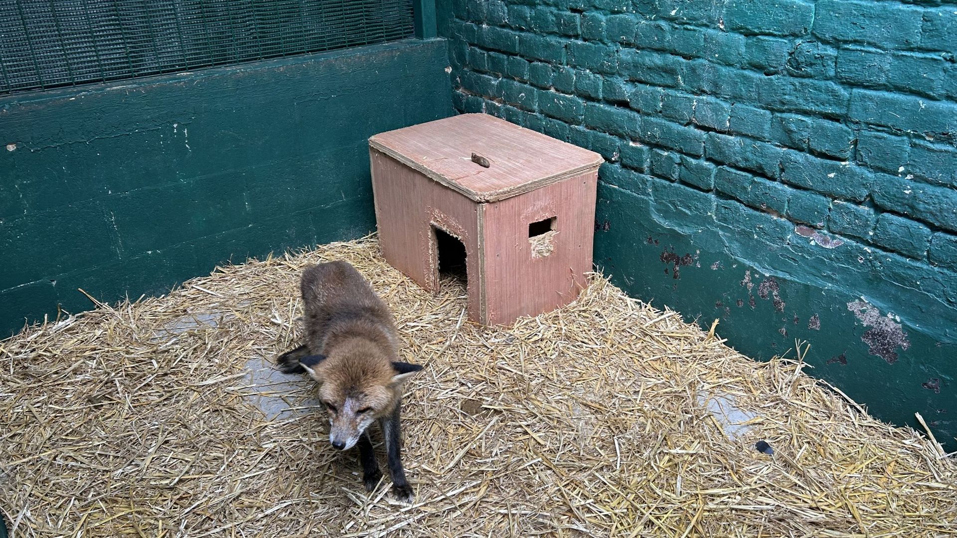 Les 10 animaux les plus effrayants pour l’humain - RTBF Actus